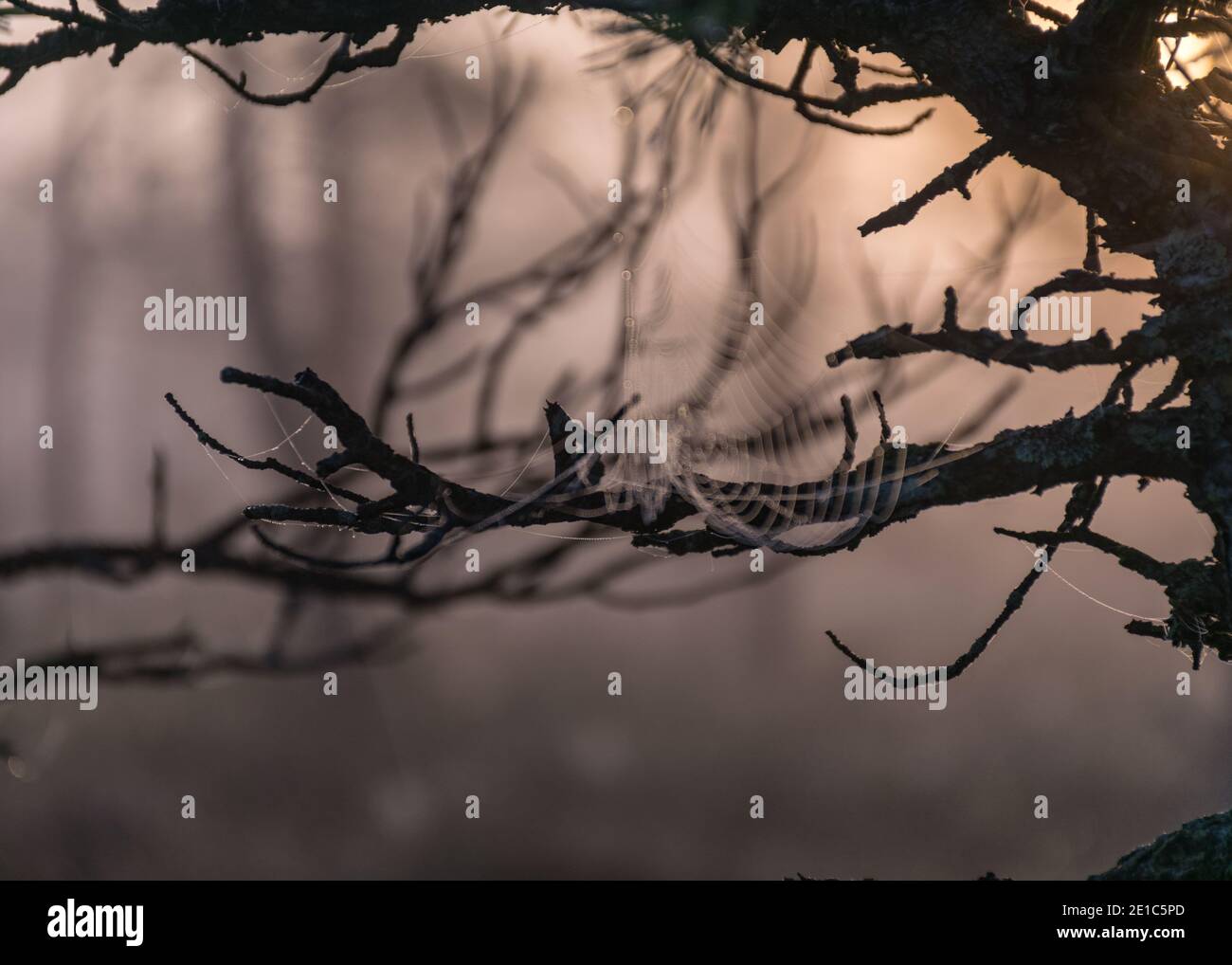 fine cobwebs between tree branches, misty bog landscape with swamp ...
