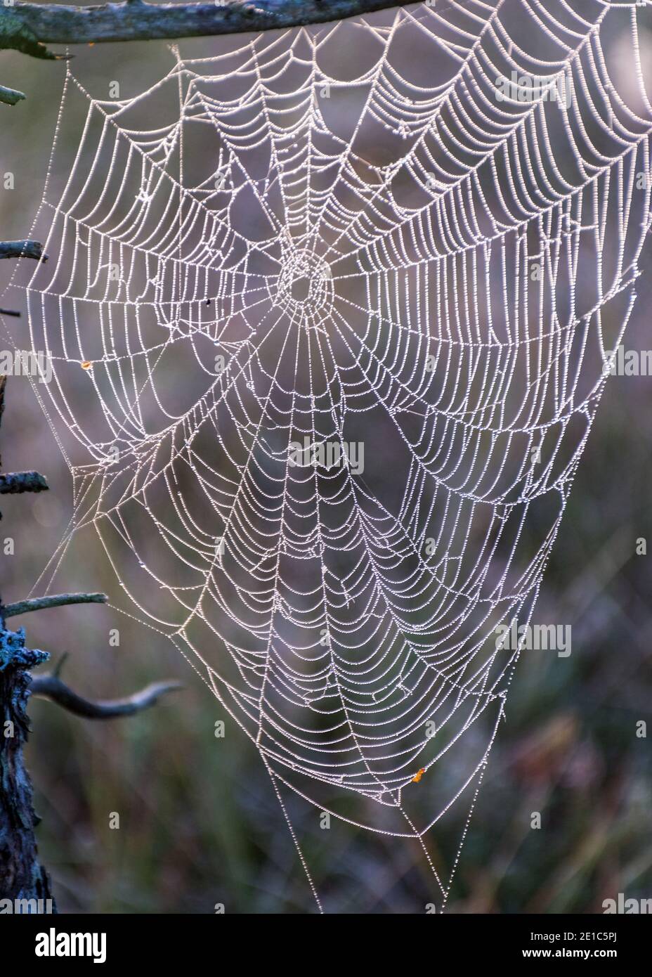 fine cobwebs between tree branches, misty bog landscape with swamp ...
