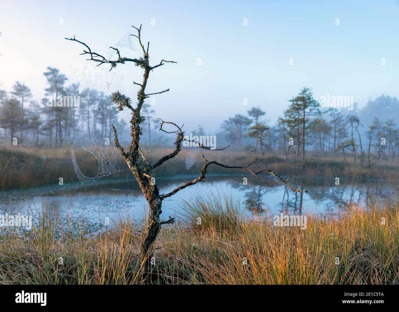 misty mire landscape with swamp pines and traditional mire vegetation ...