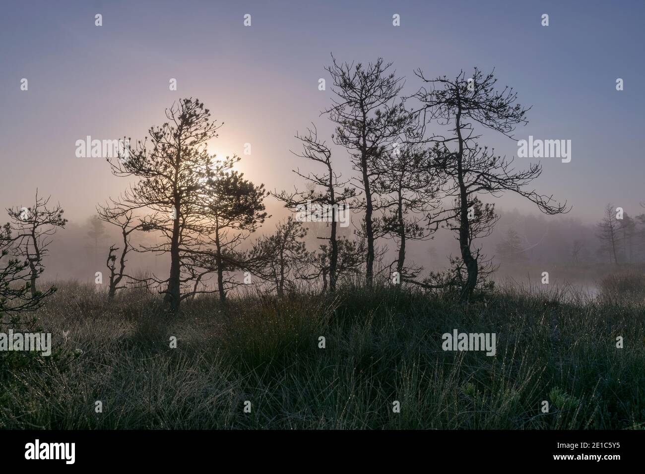 misty mire landscape with swamp pines and traditional mire vegetation ...