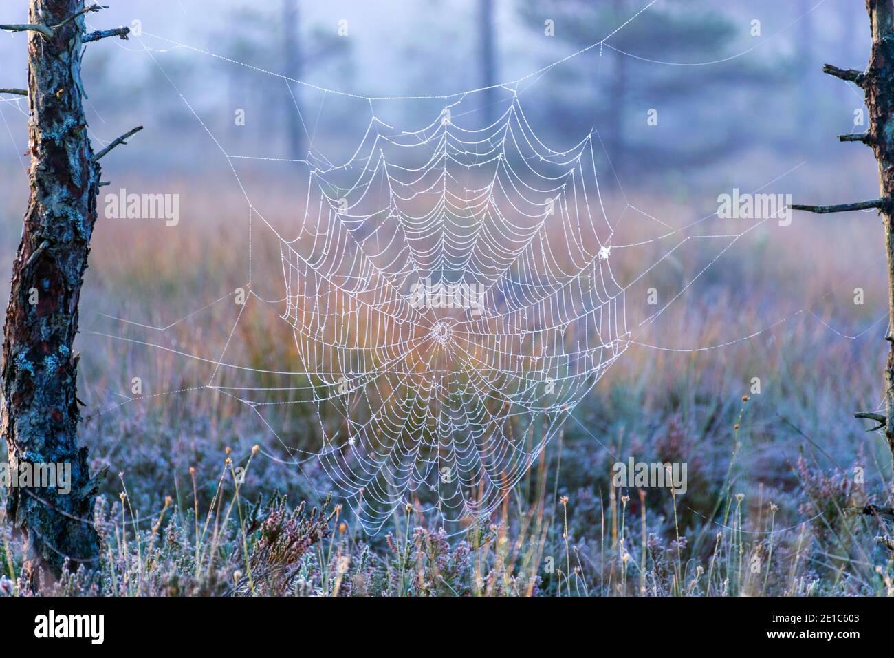 fine cobwebs between tree branches, misty bog landscape with swamp ...