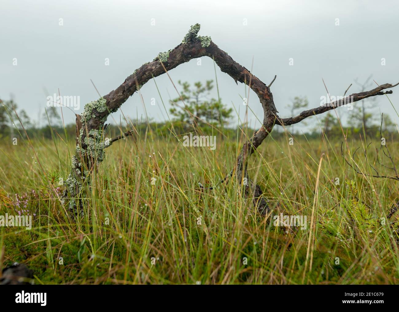 rainy day, rainy background, traditional bog landscape, bog grass and ...