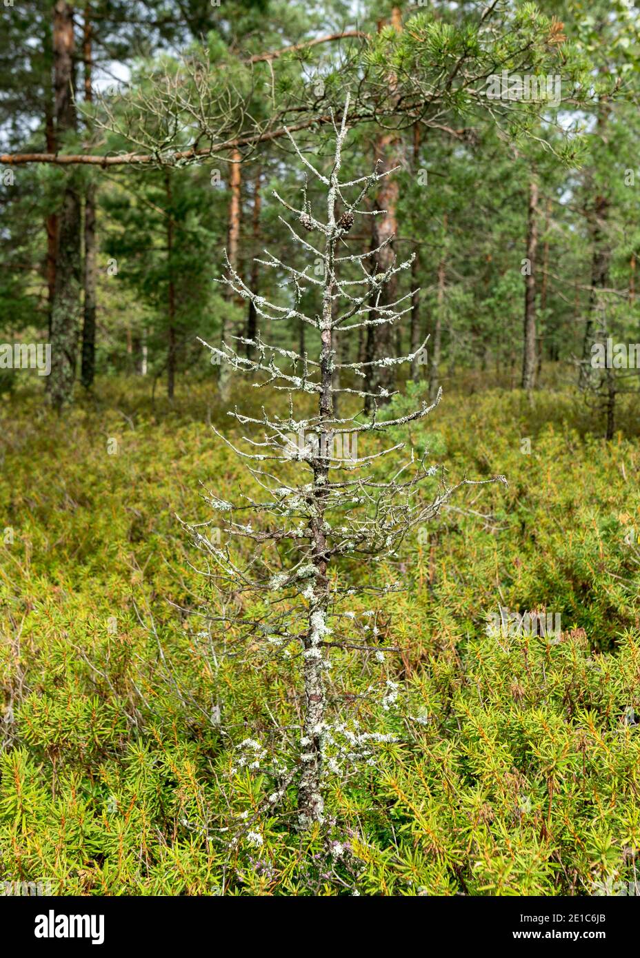 rainy day, rainy background, traditional bog landscape, bog grass and ...