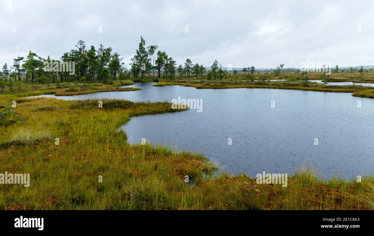 rainy day, rainy background, traditional bog landscape, bog lake in the ...