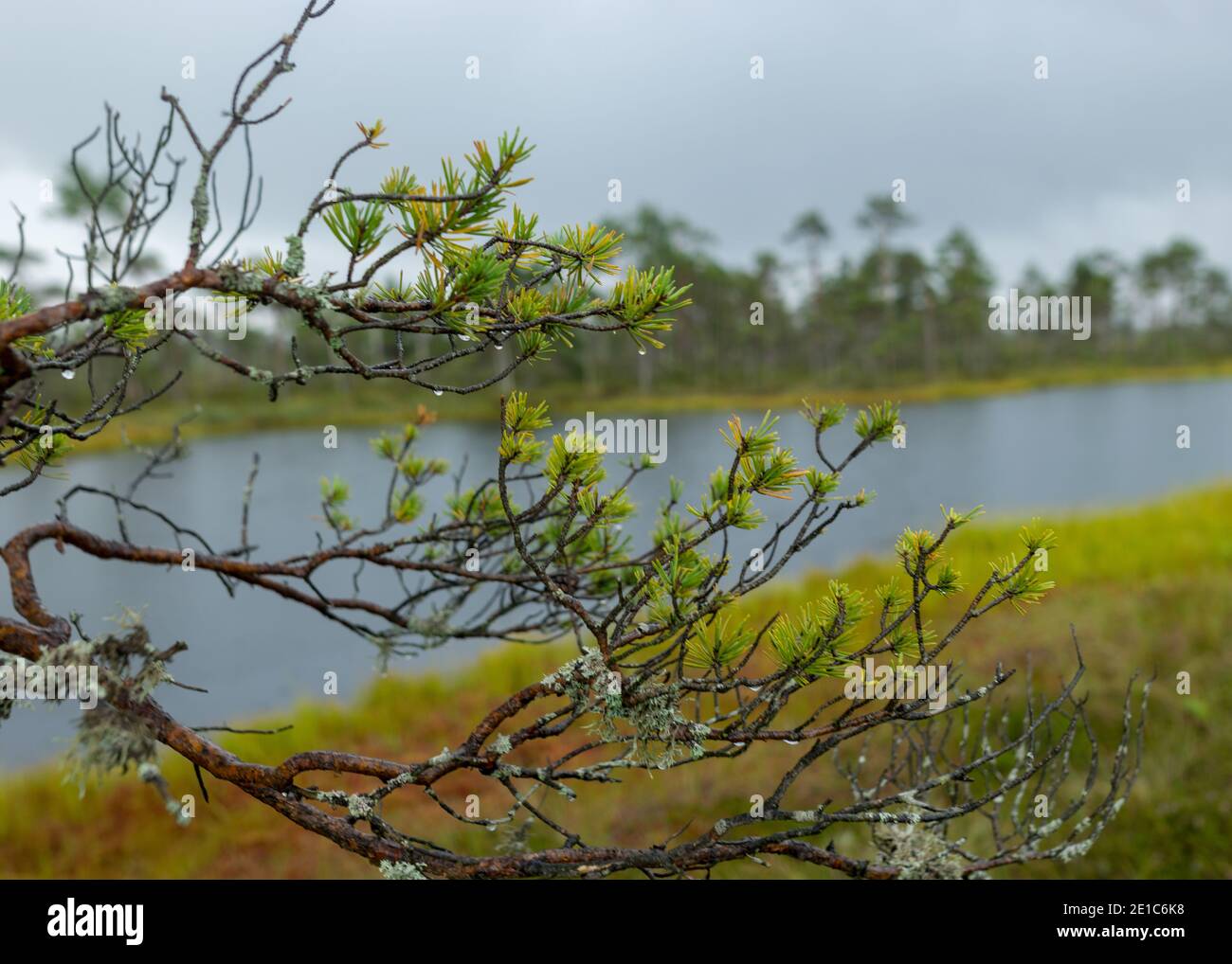 rainy day, rainy background, traditional bog landscape, bog lake in the ...