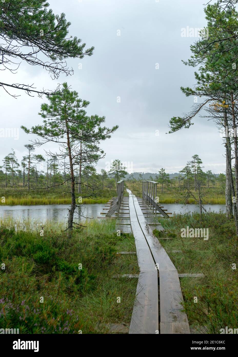rainy day, rainy background, traditional bog landscape, wet wooden ...
