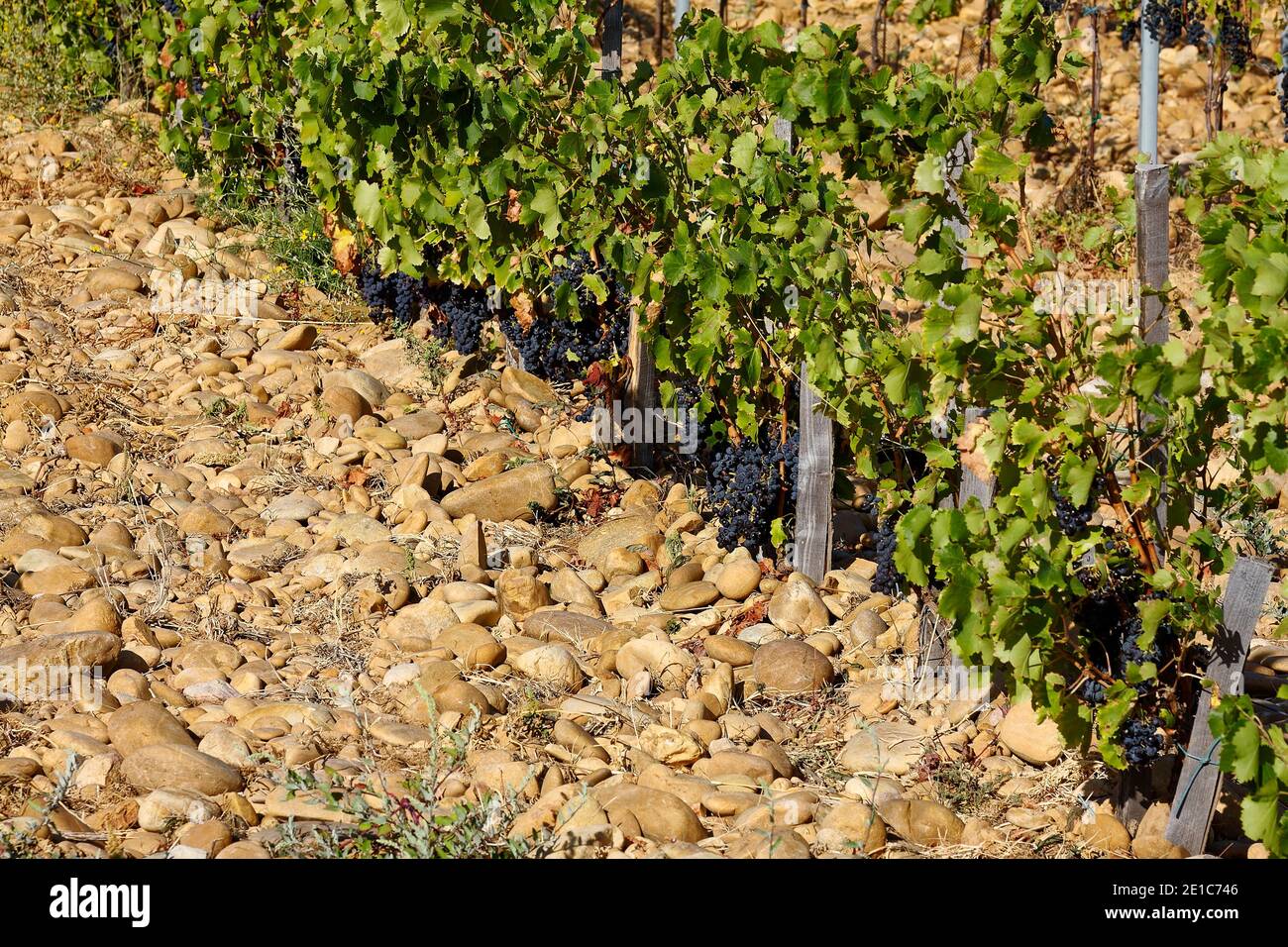Ground fruit hi-res stock photography and images - Alamy