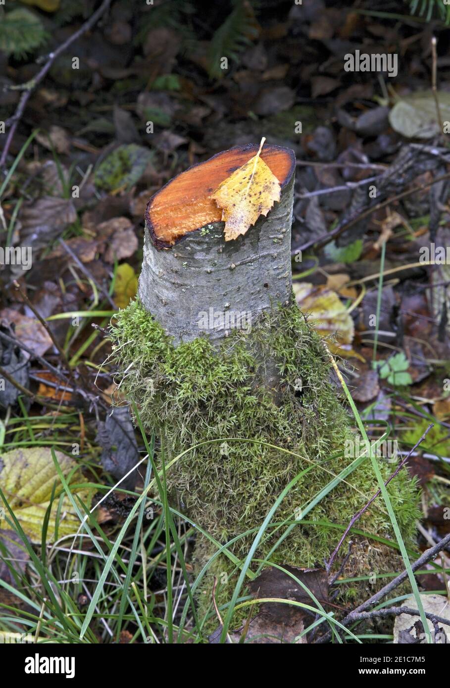 Tahko hi-res stock photography and images - Alamy