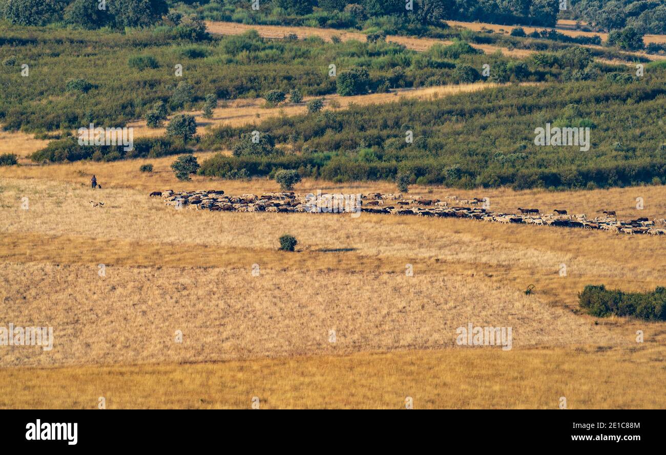 Shepherd leading the cattle in the plain Stock Photo - Alamy