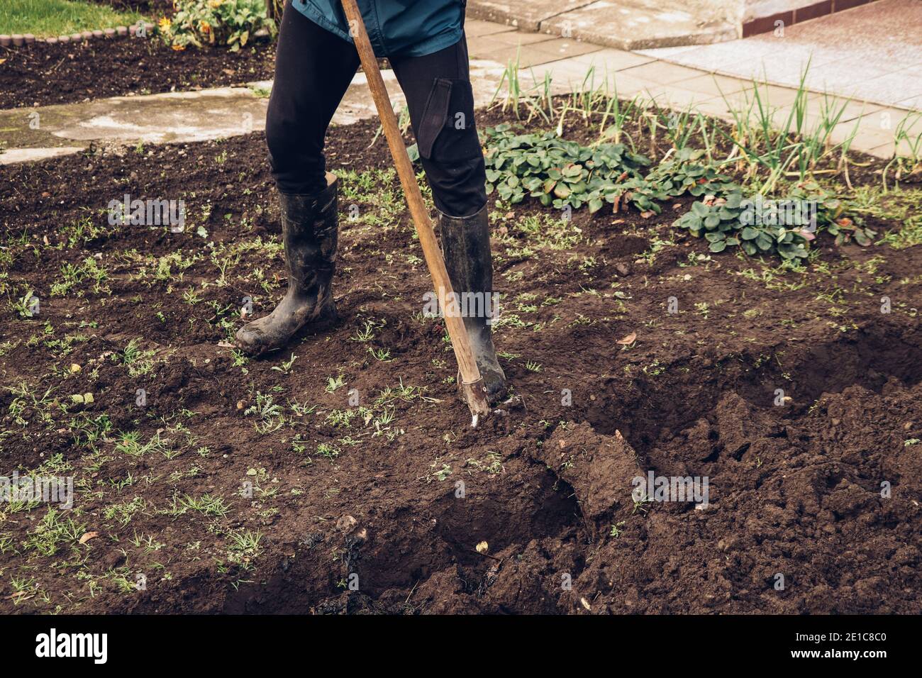 temporary worker struggles with a spade to make a large enough groove ...