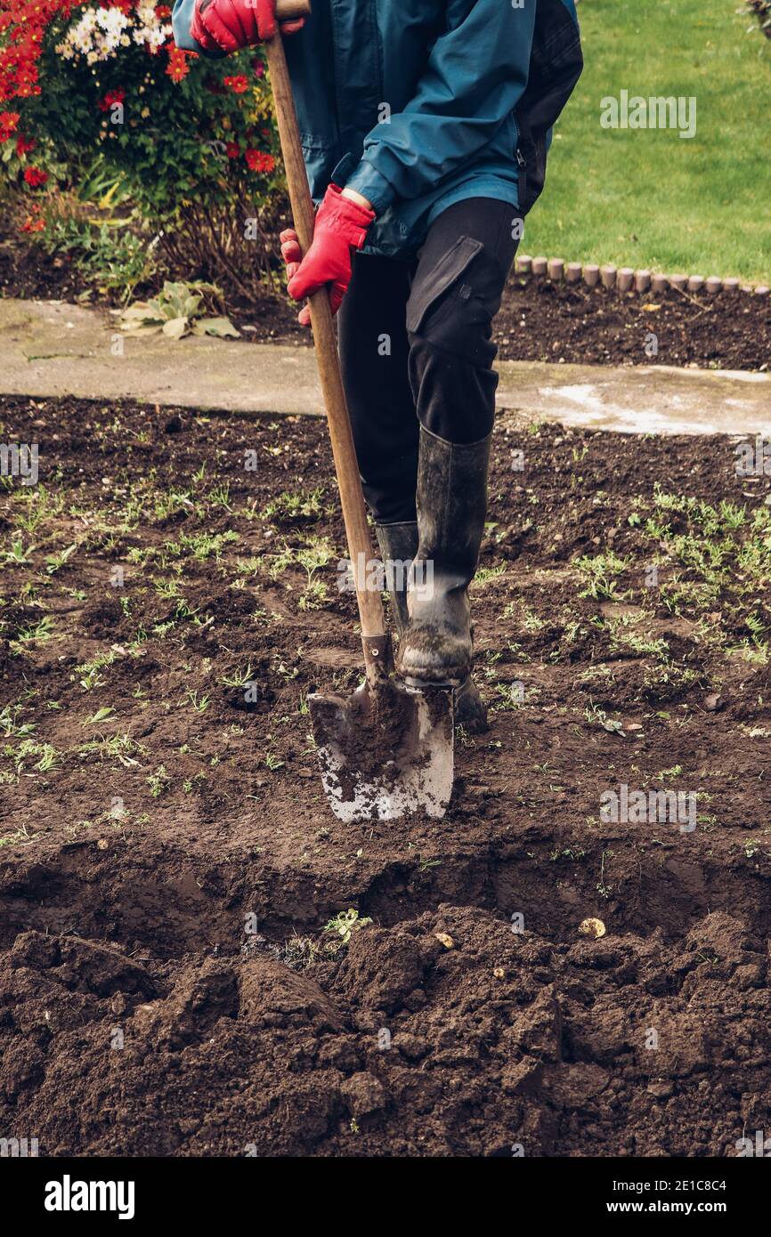 temporary worker struggles with a spade to make a large enough groove ...