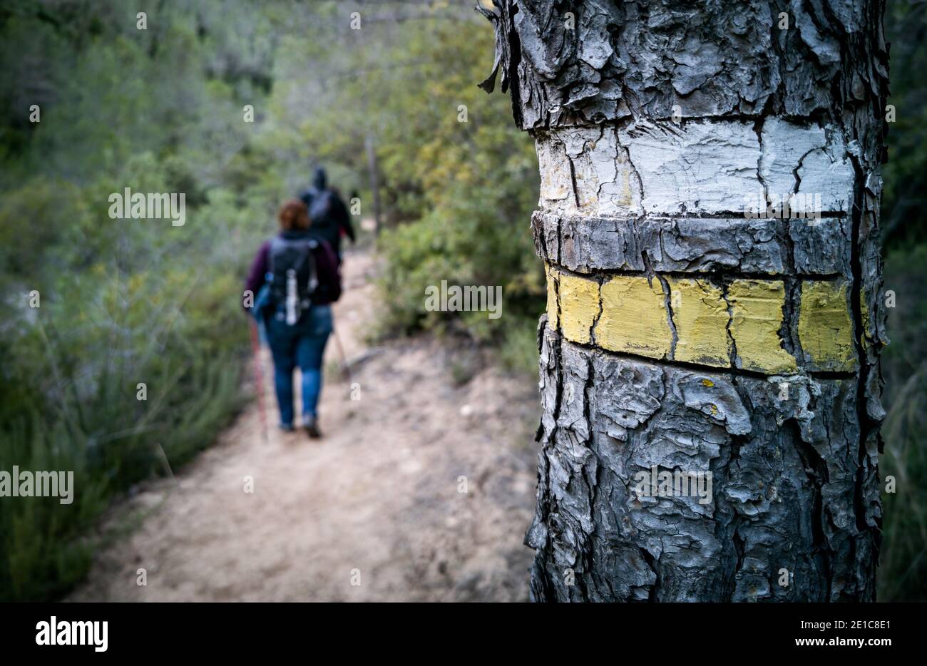 Hiking path mark over tree trunk with hikers Stock Photo - Alamy