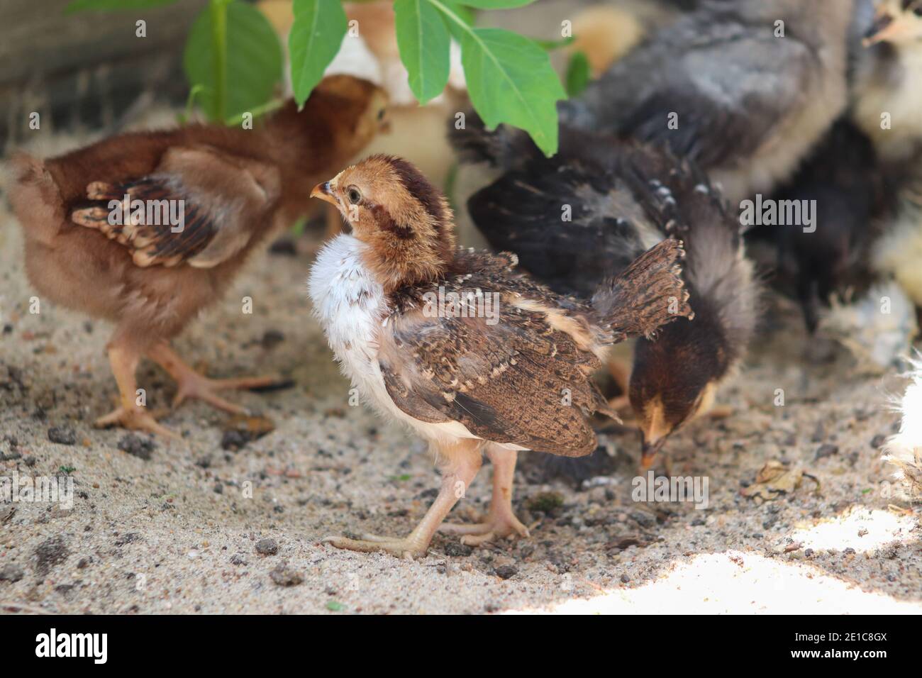 Group of Young baby Bantam chick in the sand . High quality photo Stock ...