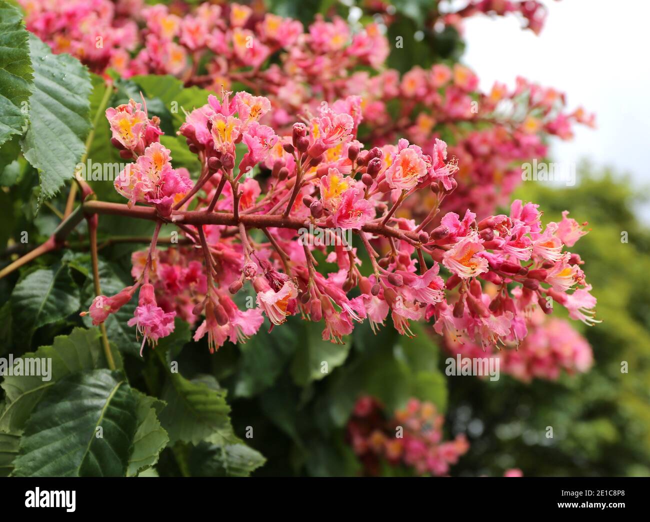 Tree with pink flowers in Warsaw,Poland Stock Photo - Alamy