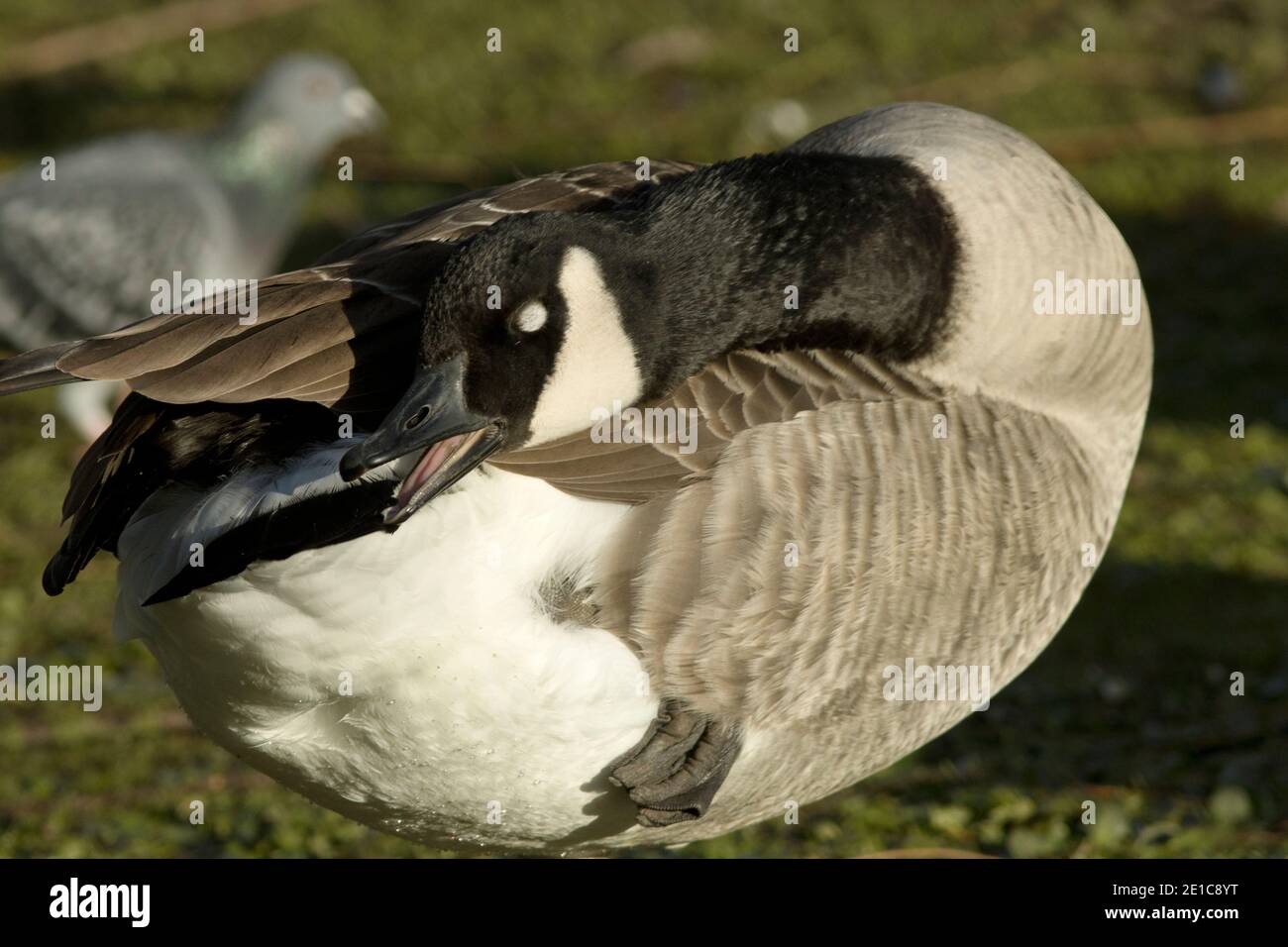 Preens with feet hi-res stock photography and images - Alamy