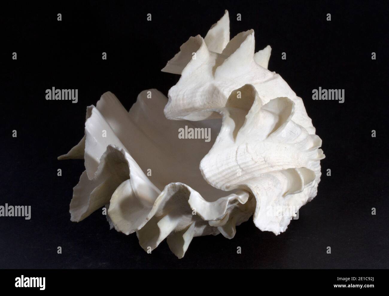 The shell of a Fluted Giant Clam, a tropical species that has a ...