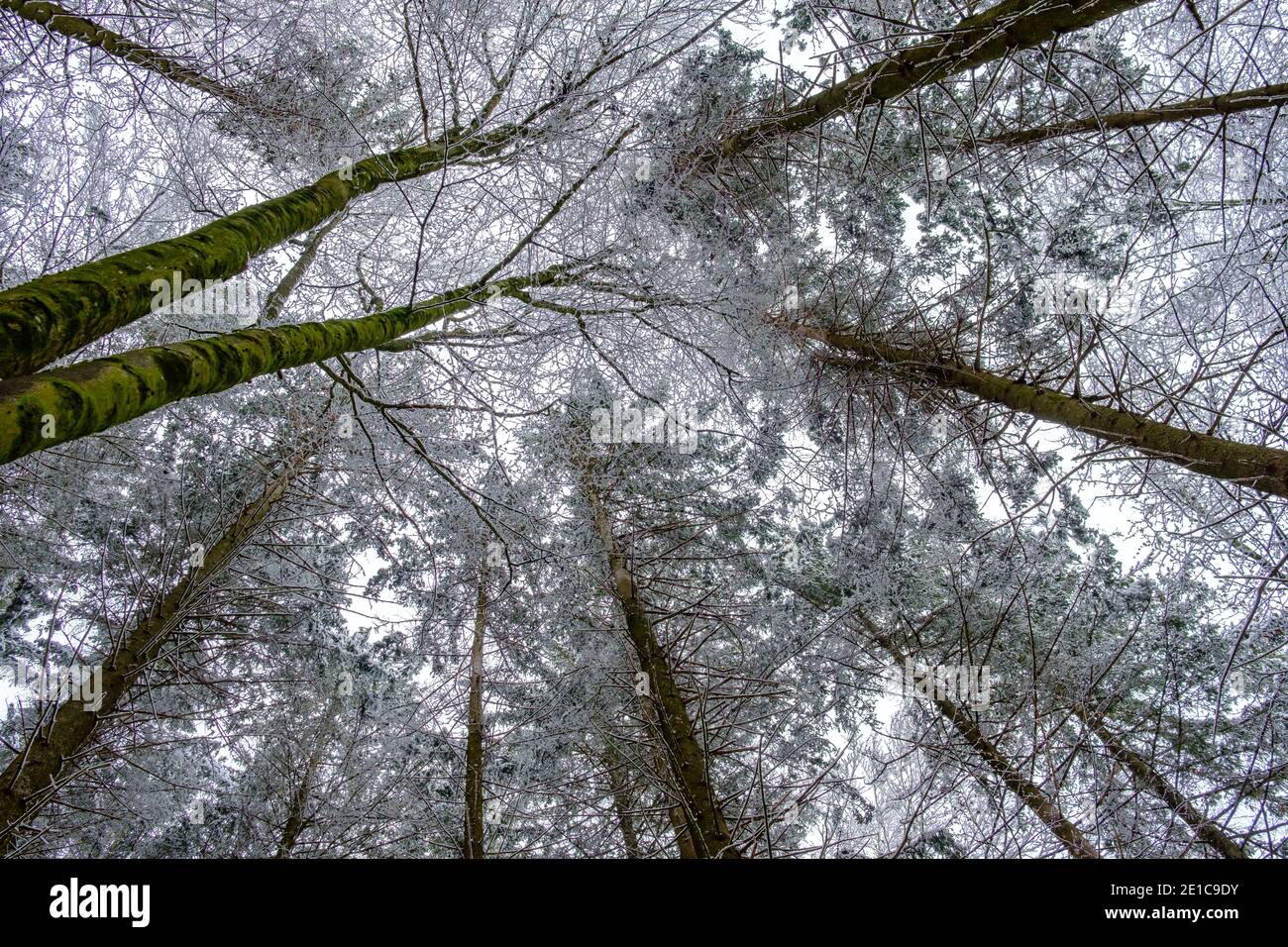 mountain forest in the austrian national park kalkalpen in winter Stock ...