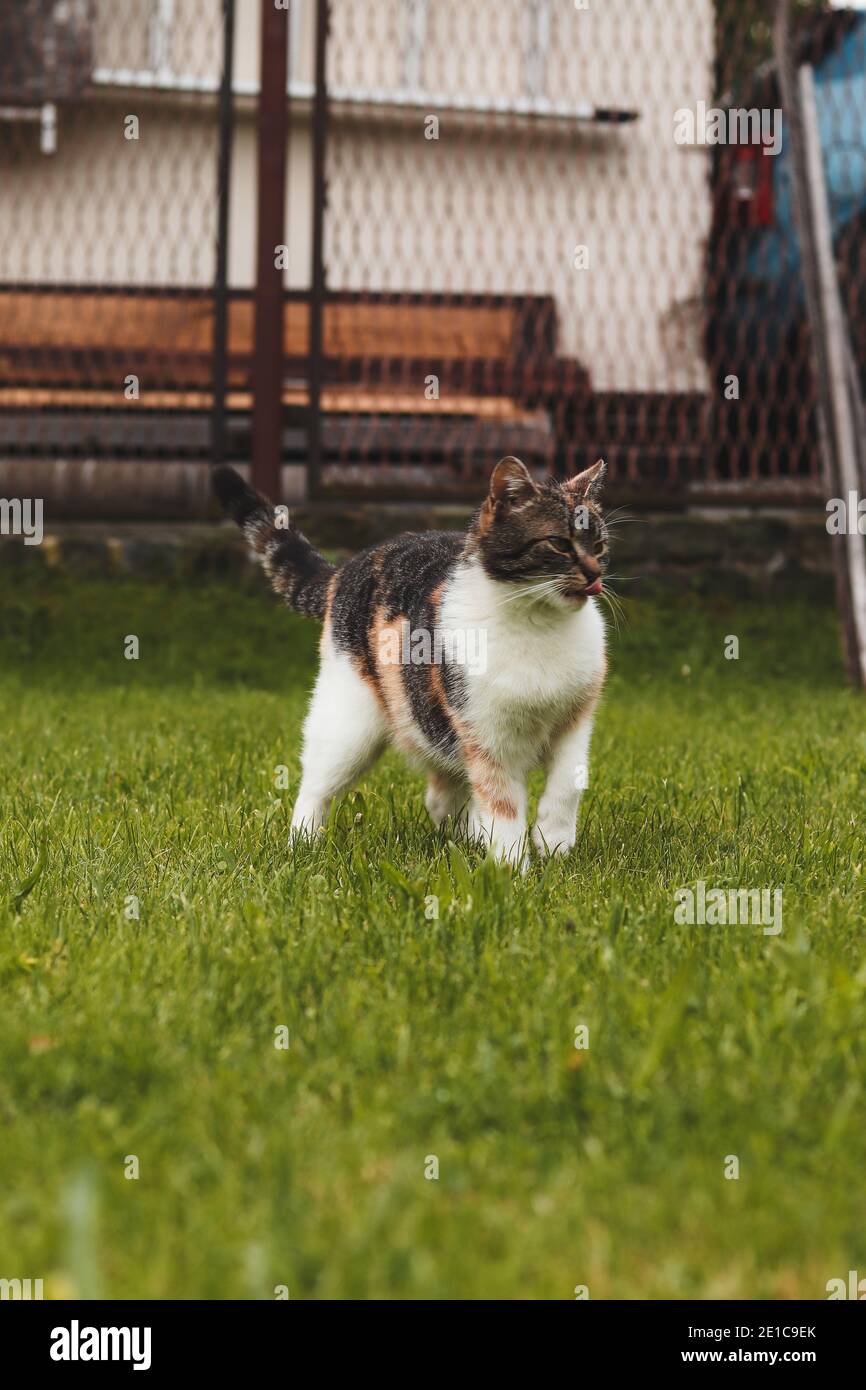 Tender cat stands in the middle of the garden and looks around. The ...