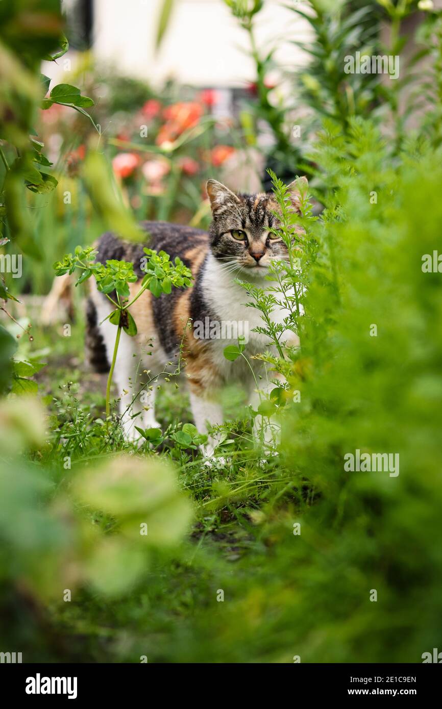Young feline beast faces the escape of death and decides whether to go ...