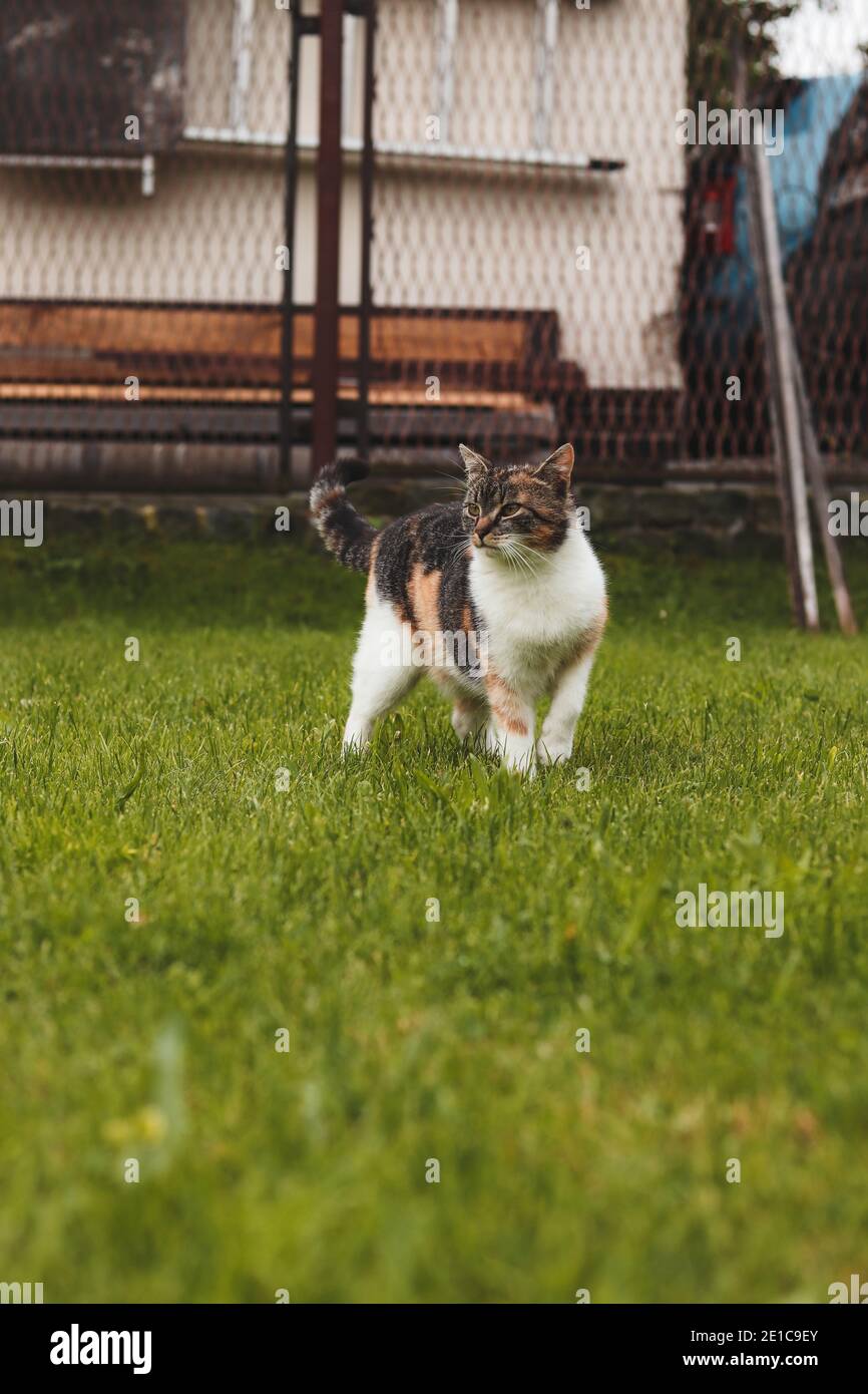 Tender cat stands in the middle of the garden and looks around. The ...