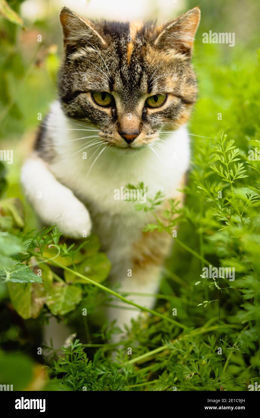 Colorful feline beast tries to jump over the twigs of the blackberry ...