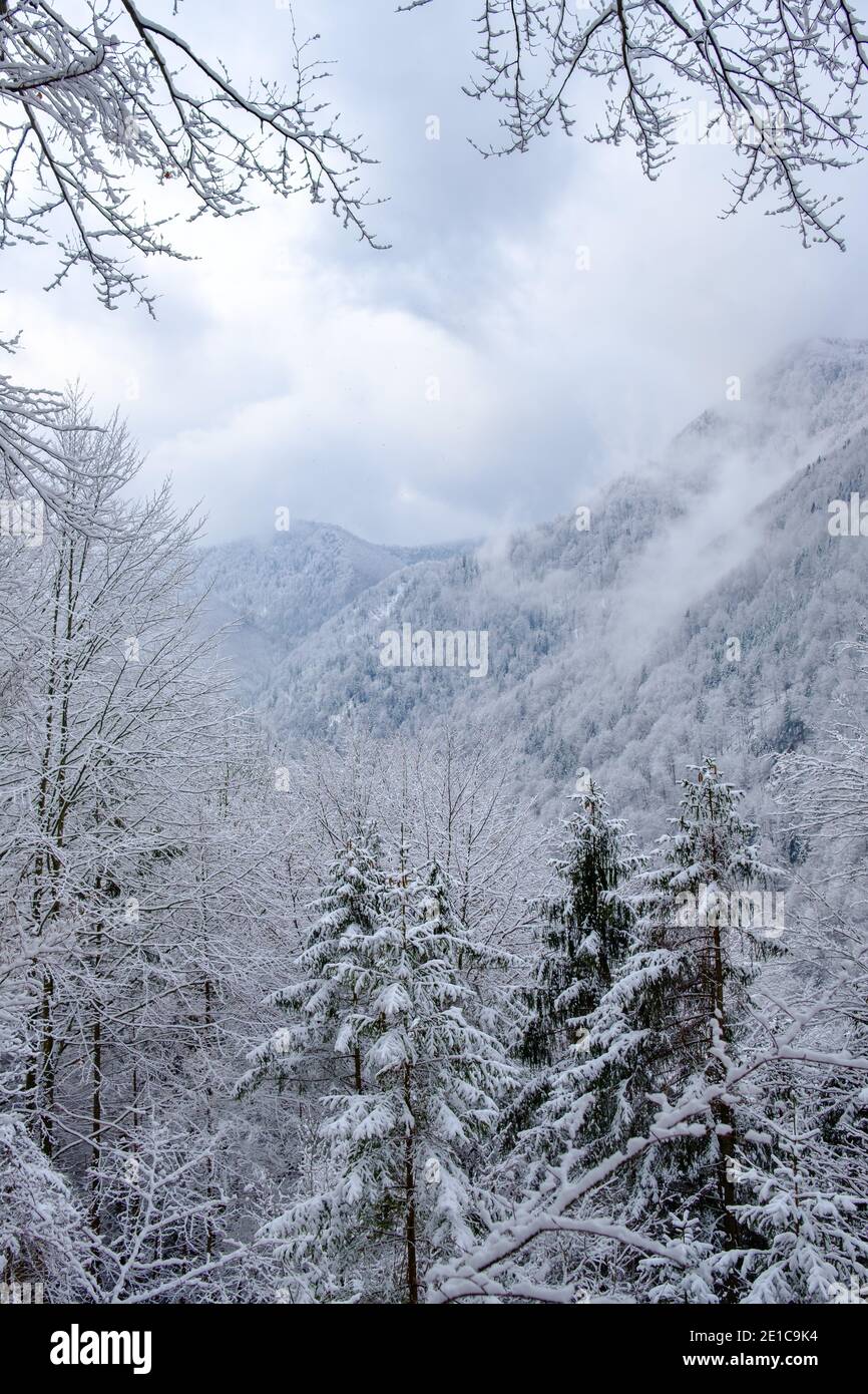 mountain forest in the austrian national park kalkalpen in winter Stock ...