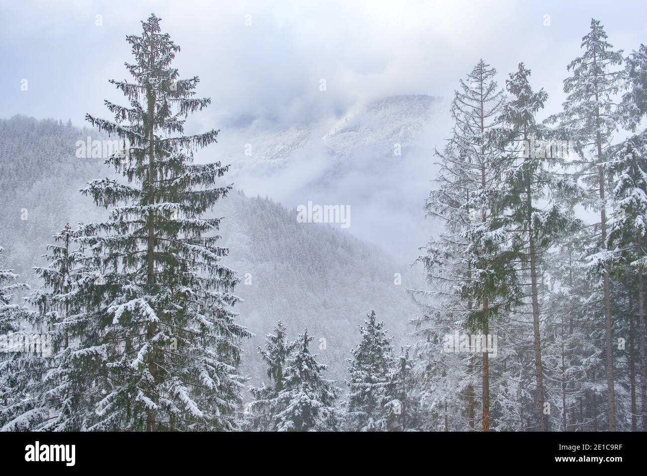 mountain forest in the austrian national park kalkalpen in winter Stock ...