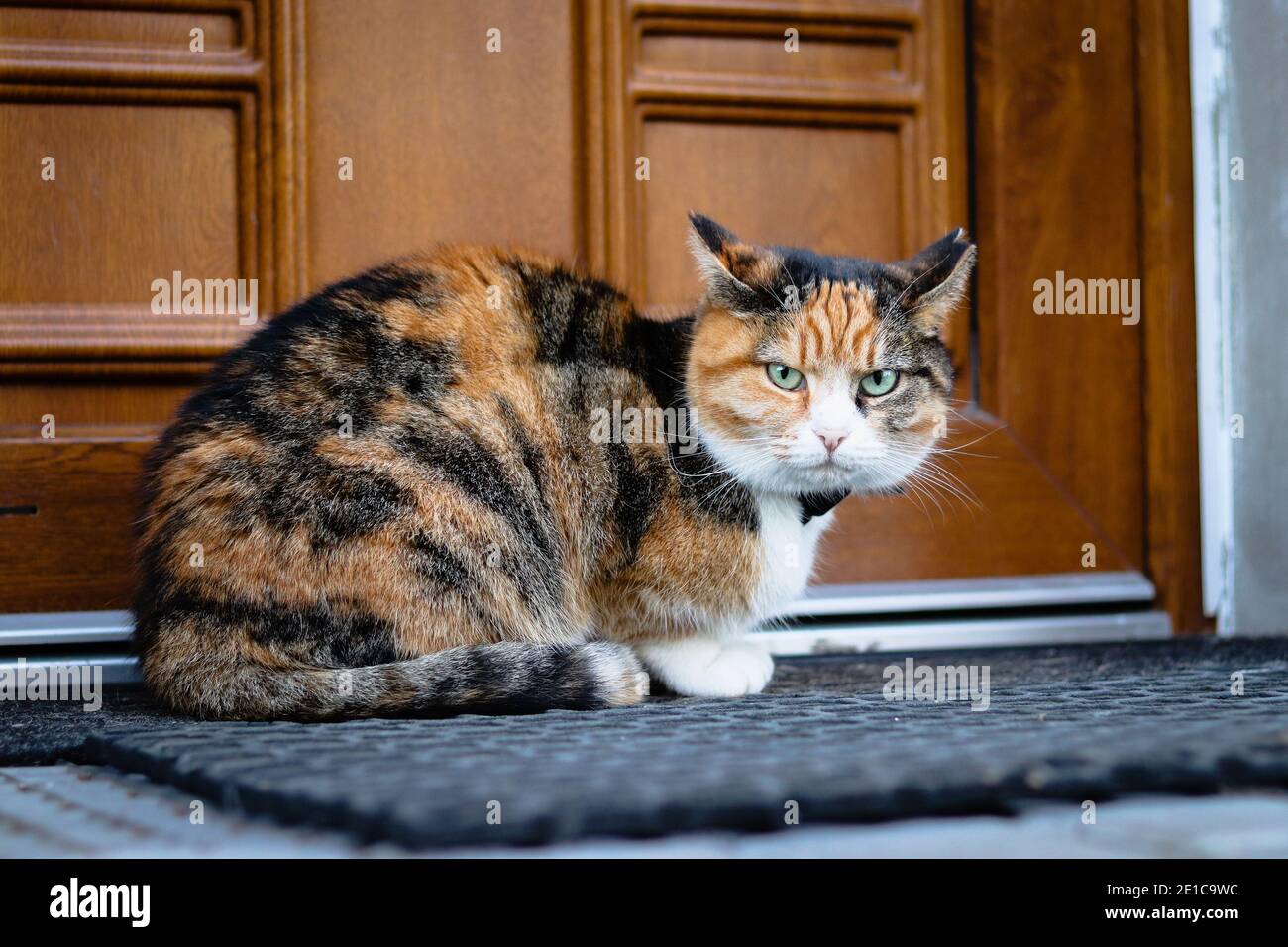 Angry expression of a colorful cat sitting in front of the door to the ...