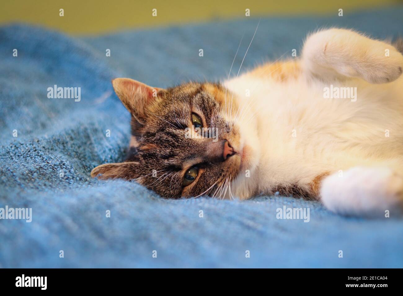 Bedtime bliss hi-res stock photography and images - Alamy