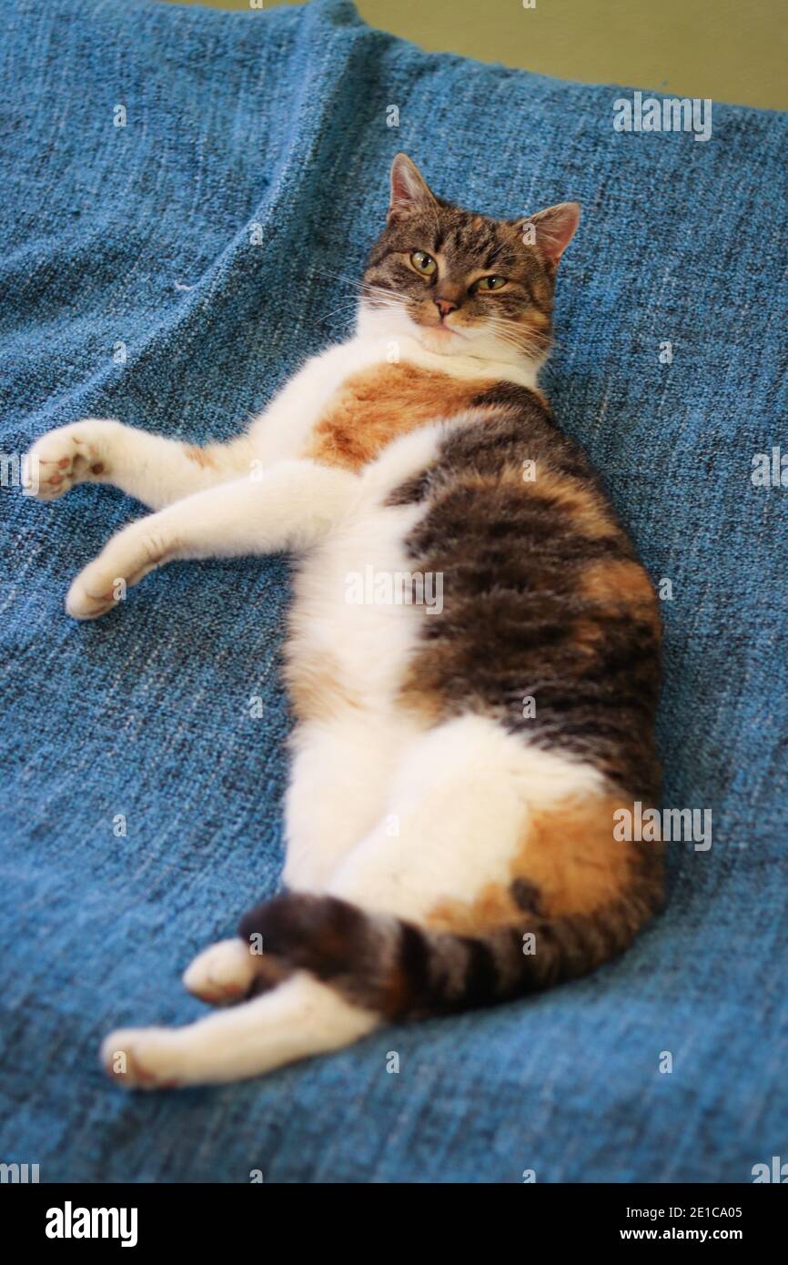 Expression of absolute bliss and satisfaction from a young cat mother ...