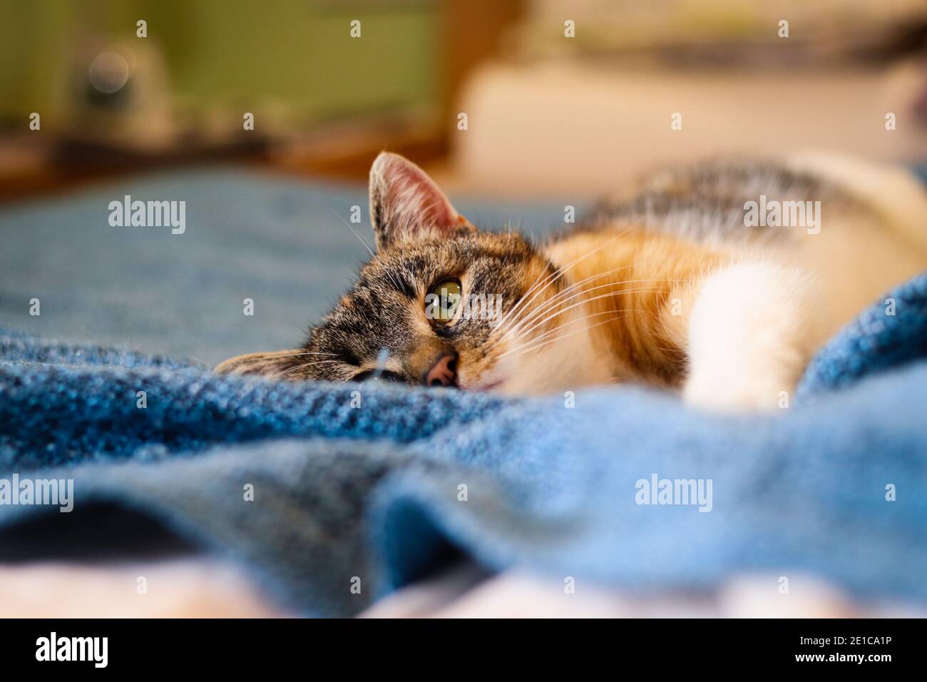 Closeup expression of a colorful cat lounging in bed. An innocent ...