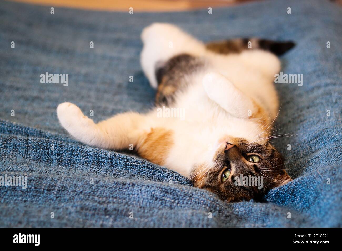 Colorful cat rests in bed with outstretched legs and uses maximum ...