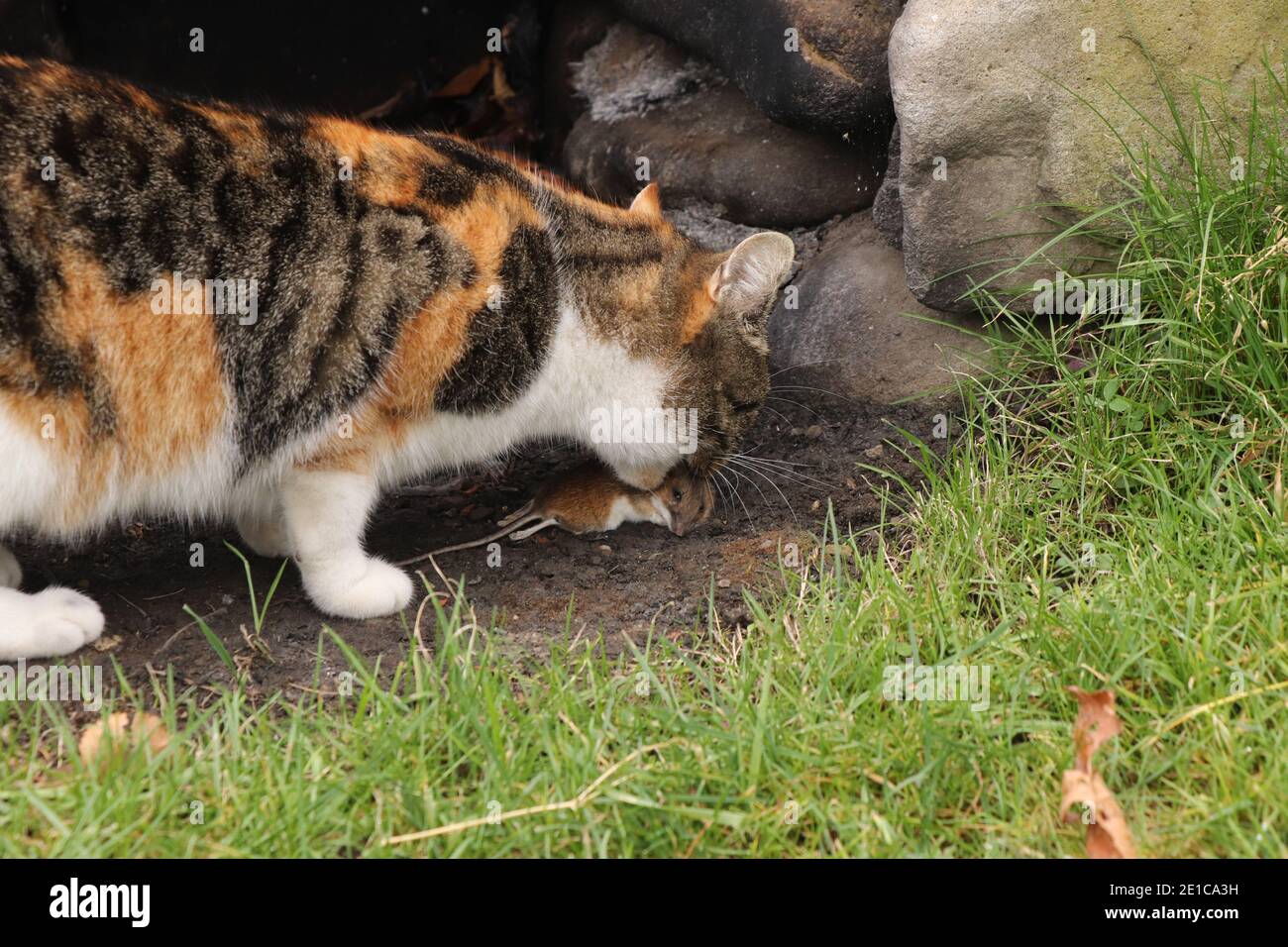 Eats mice hi-res stock photography and images - Alamy