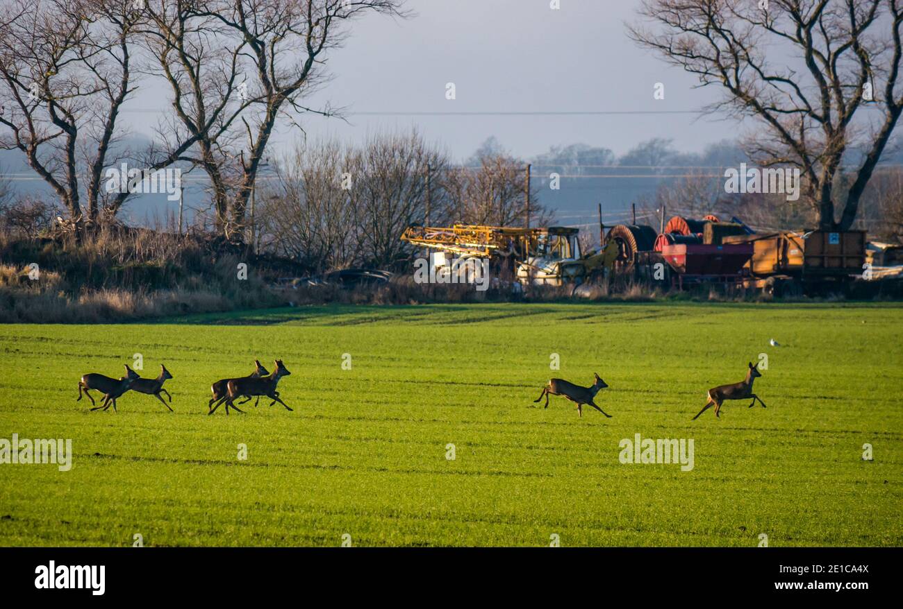 East Lothian, Scotland, United Kingdom, 6th January 2021. UK weather ...