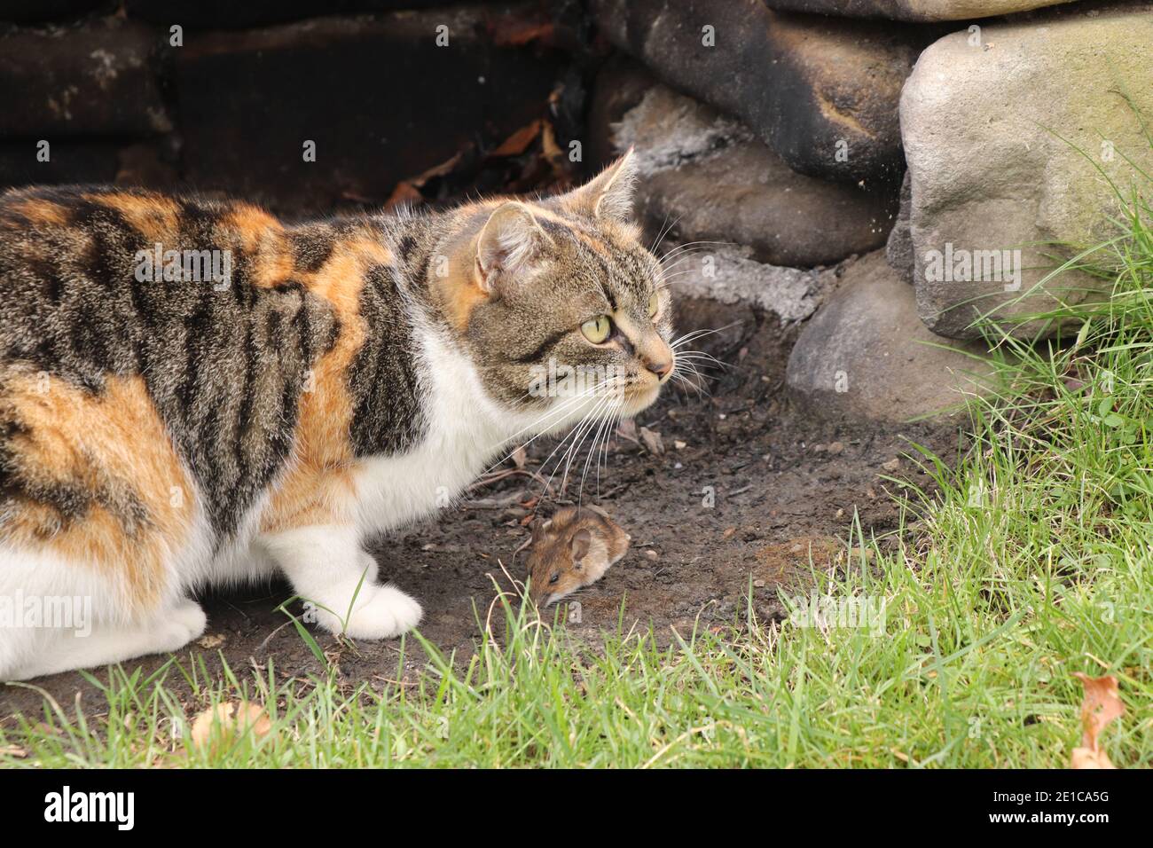 Feline beast is disturbed at its lunch. Felis catus domesticus enjoys ...