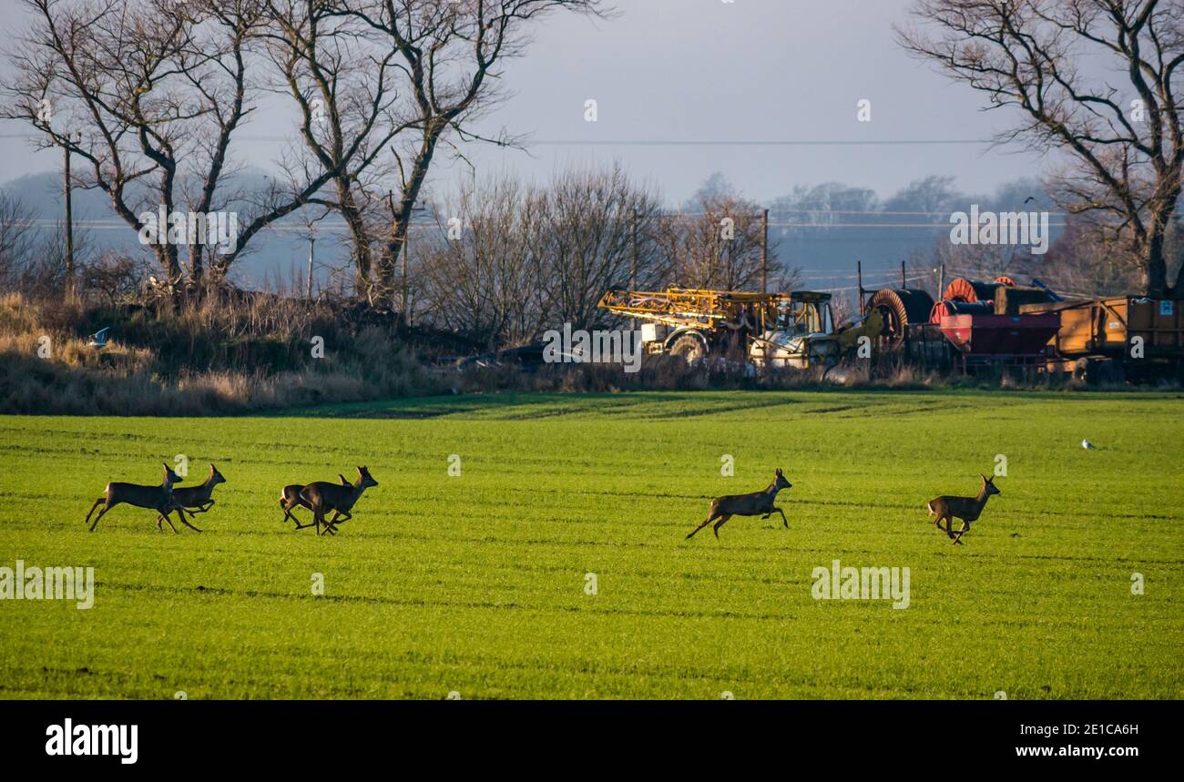 East Lothian, Scotland, United Kingdom, 6th January 2021. UK weather ...
