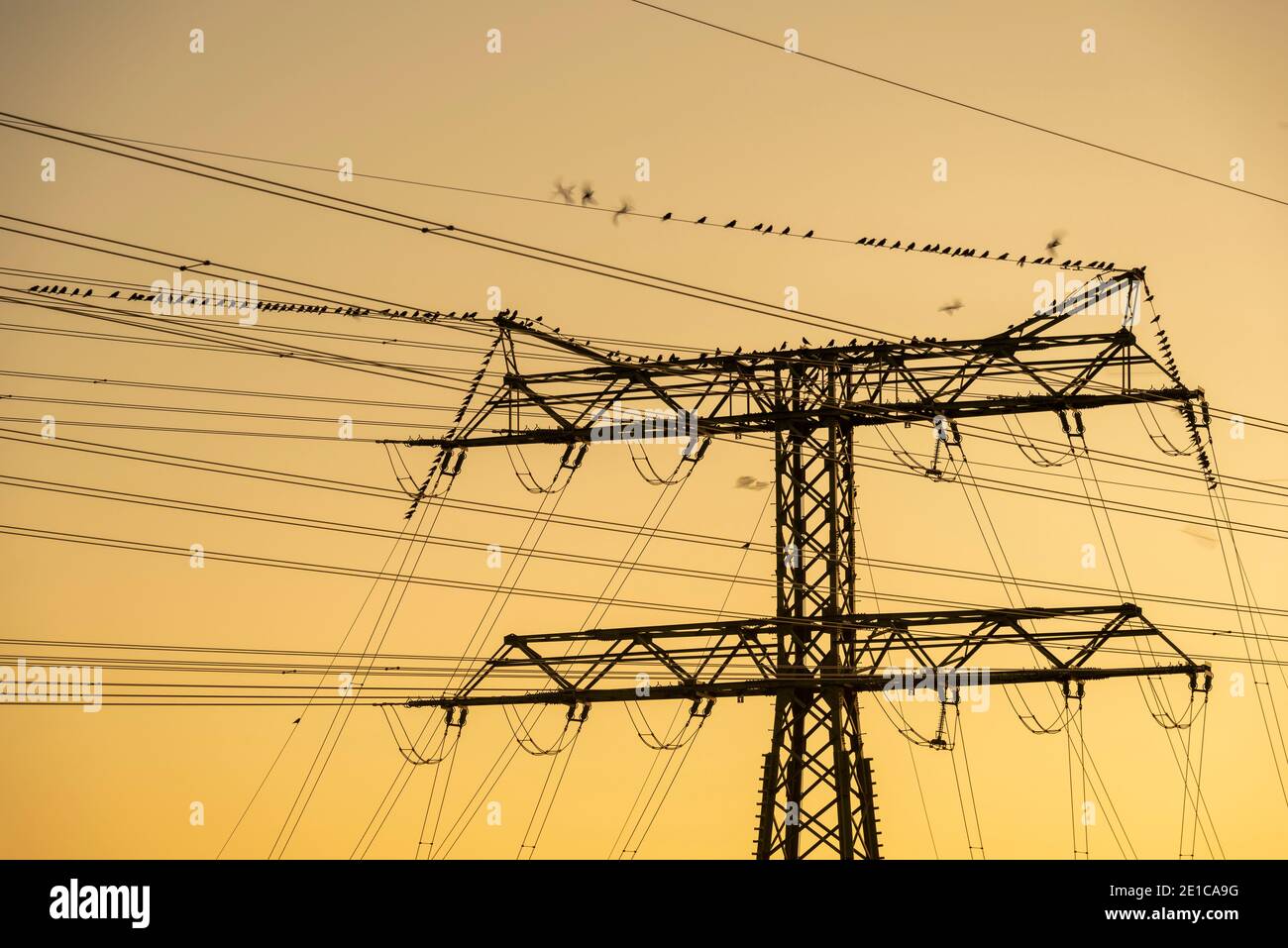 Pylon Poles With Birds High Resolution Stock Photography and Images - Alamy