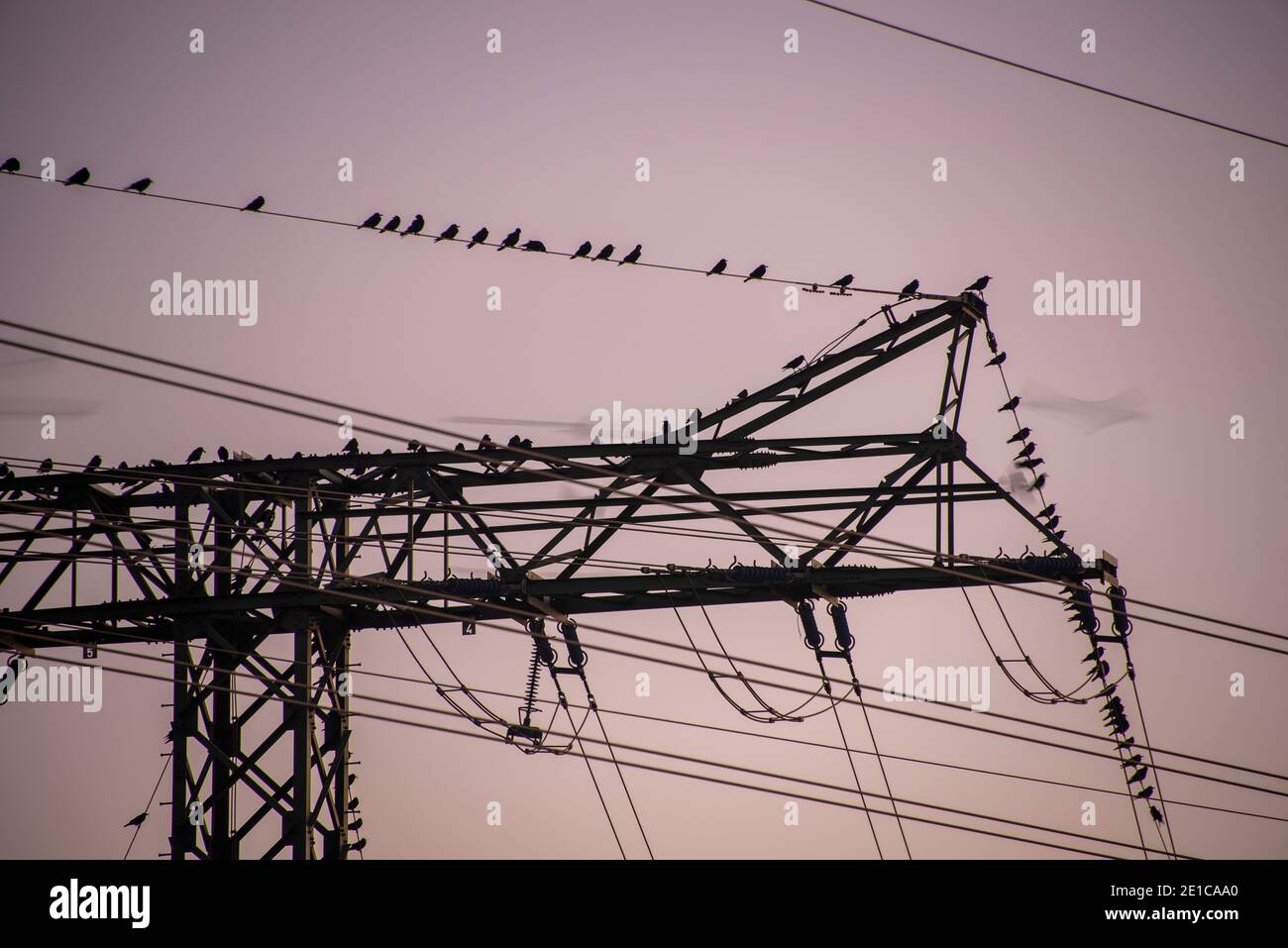 Pylon Poles With Birds High Resolution Stock Photography and Images - Alamy