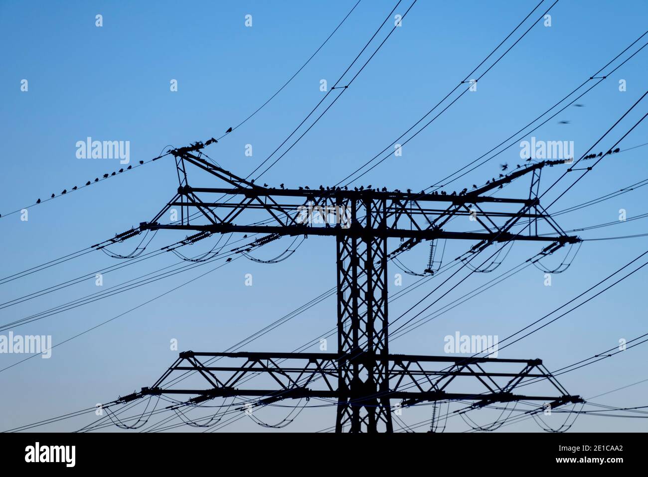 Pylon Poles With Birds High Resolution Stock Photography and Images - Alamy