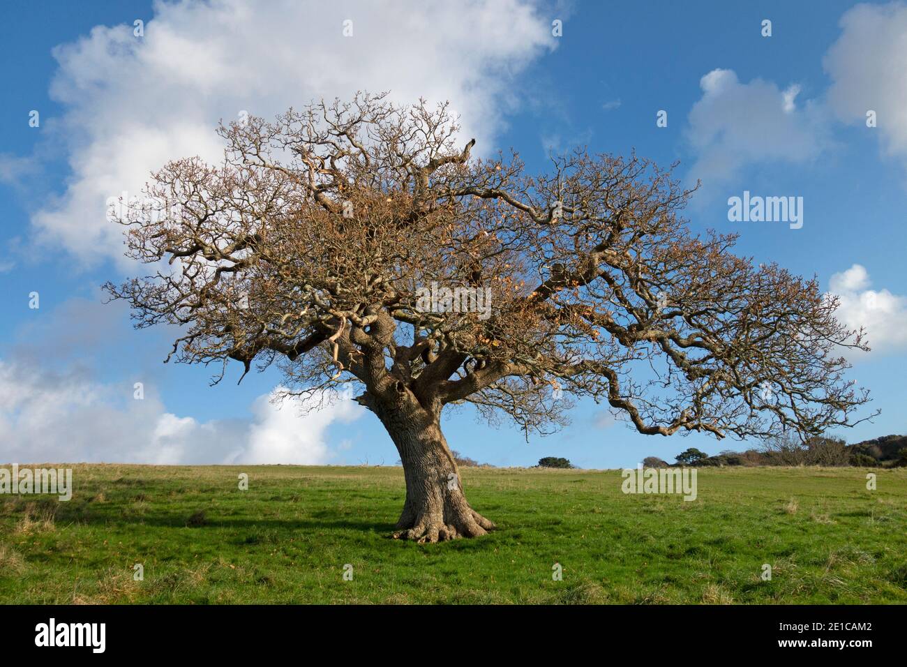 Old oak tree hi-res stock photography and images - Alamy