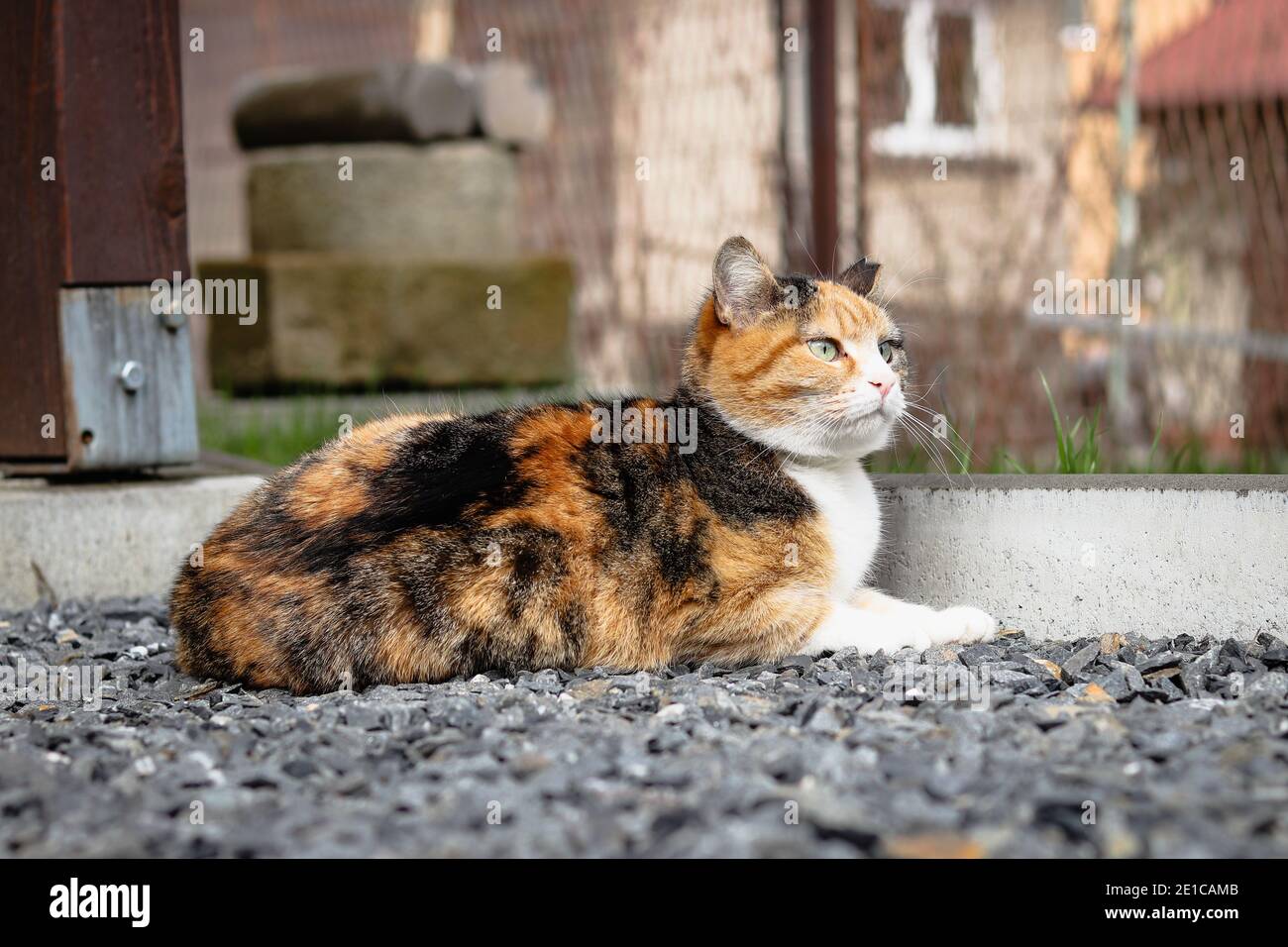 Waits motionless for prey hi-res stock photography and images - Alamy