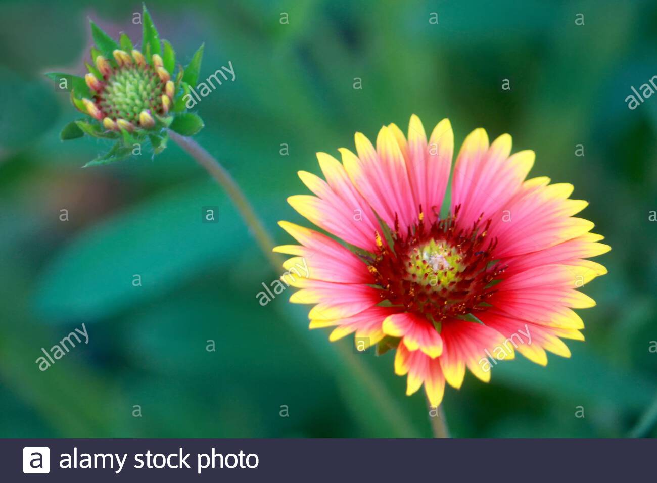 Indian Bud High Resolution Stock Photography and Images - Alamy