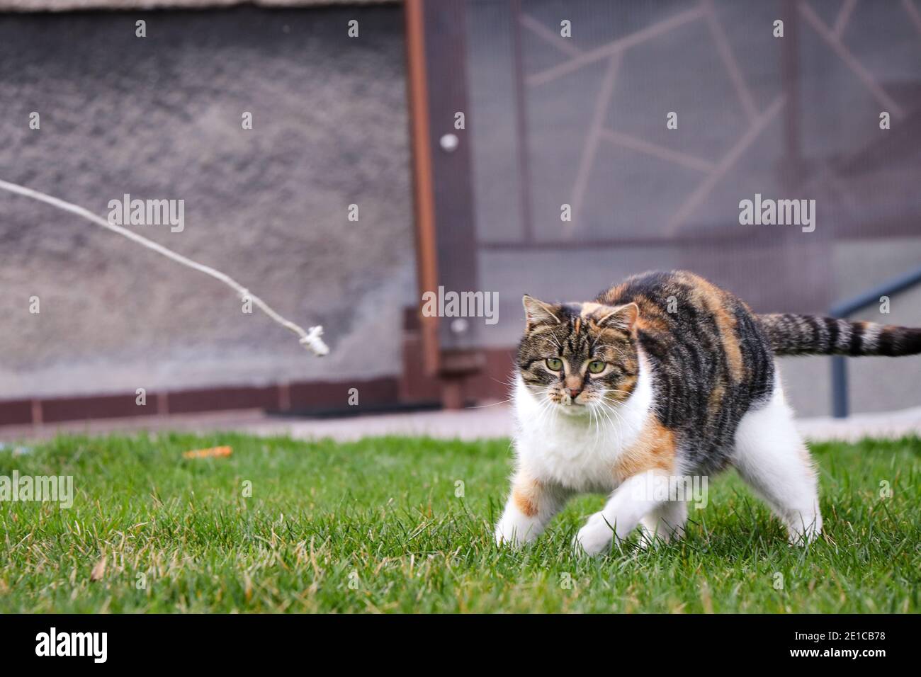 naughty individual is chasing a rope and trying to catch him. Felis ...