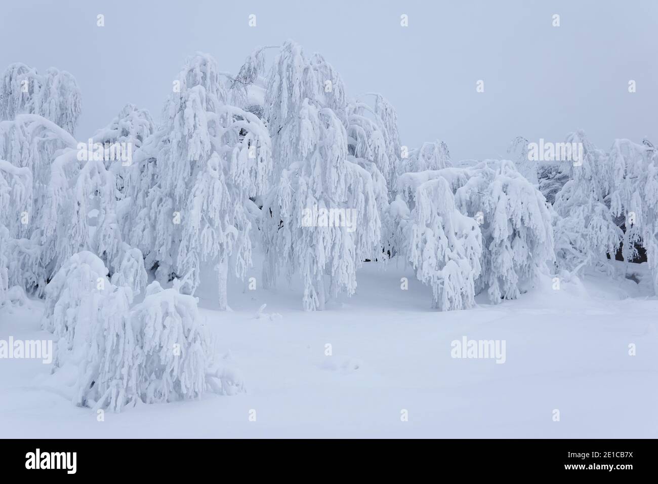 white frozen winter mountain forest, trees covered with a thick layer ...