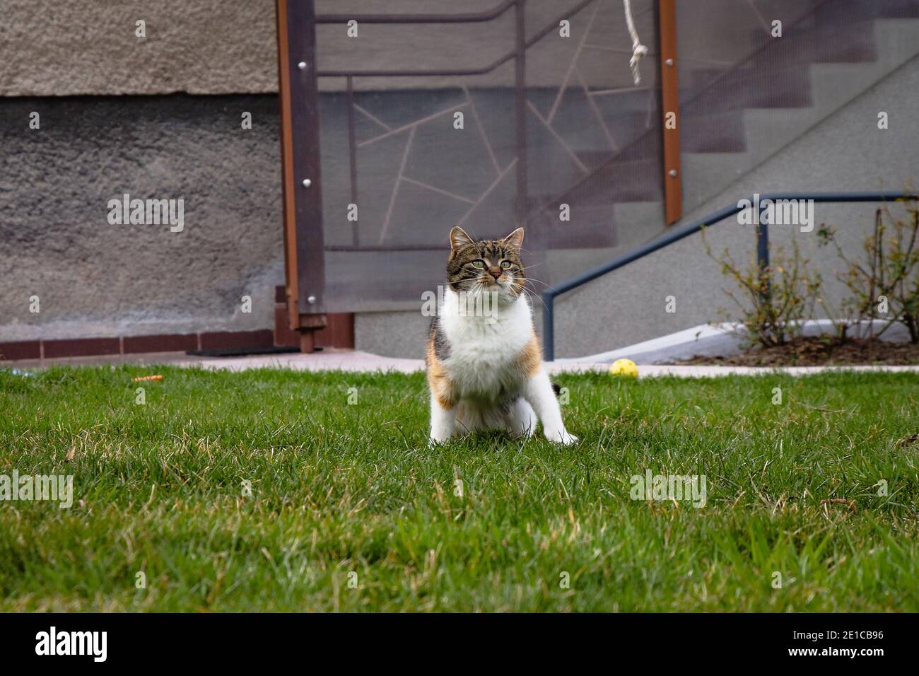 Colored cat walks around the garden and looks around majestically ...