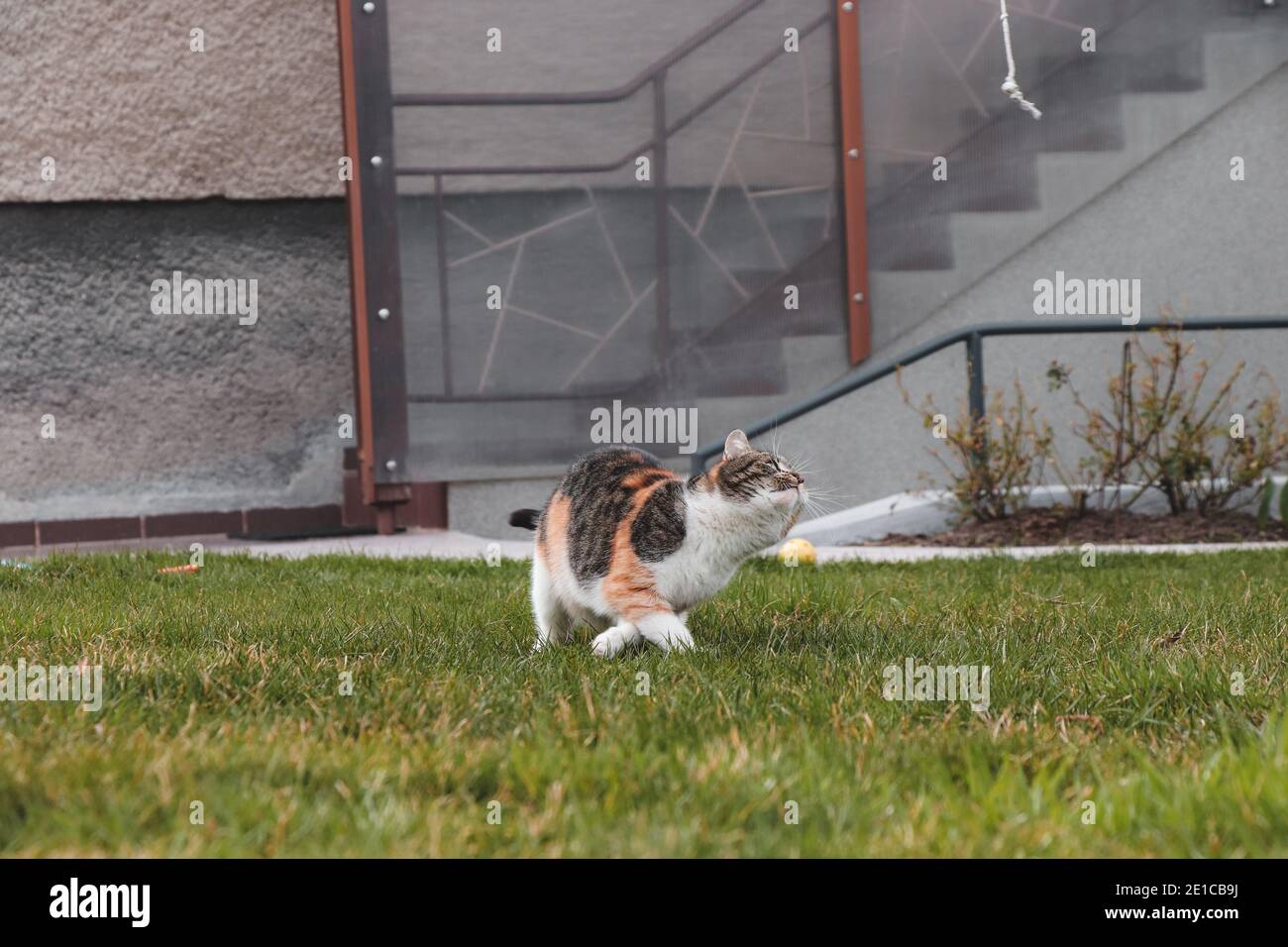 Colored cat walks around the garden and looks around majestically ...