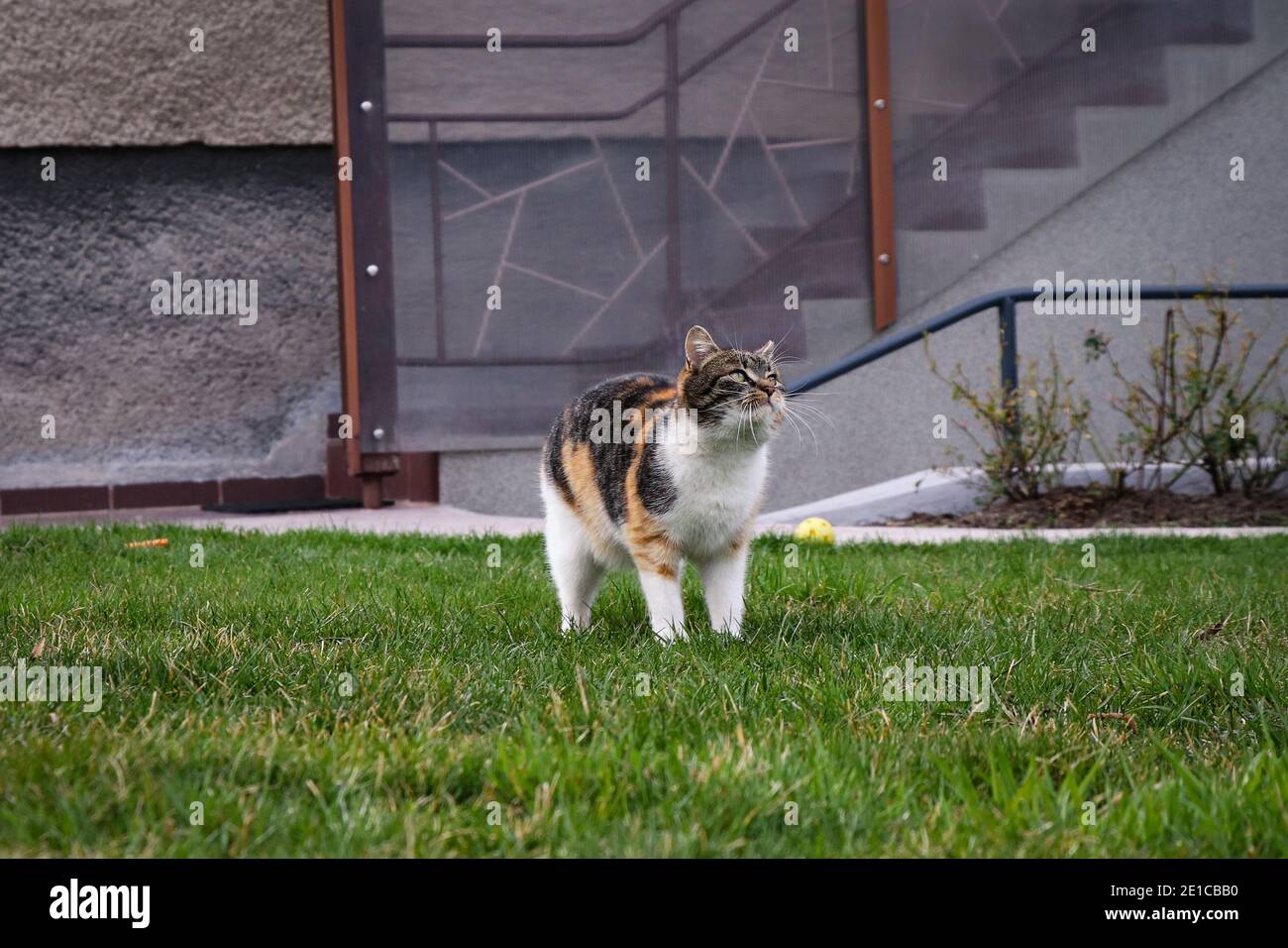 Czech cat hi-res stock photography and images - Alamy