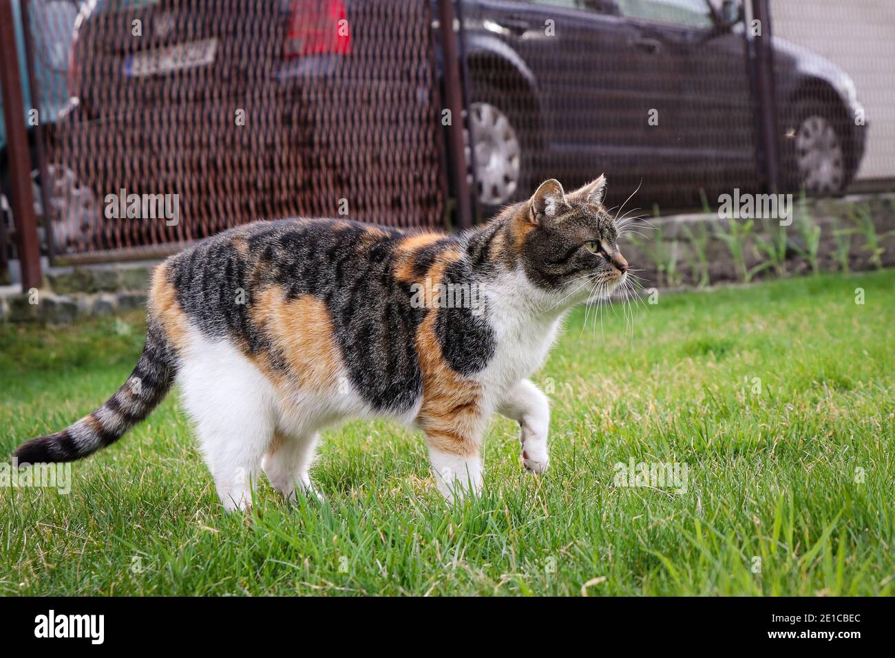 Czech cat hi-res stock photography and images - Alamy
