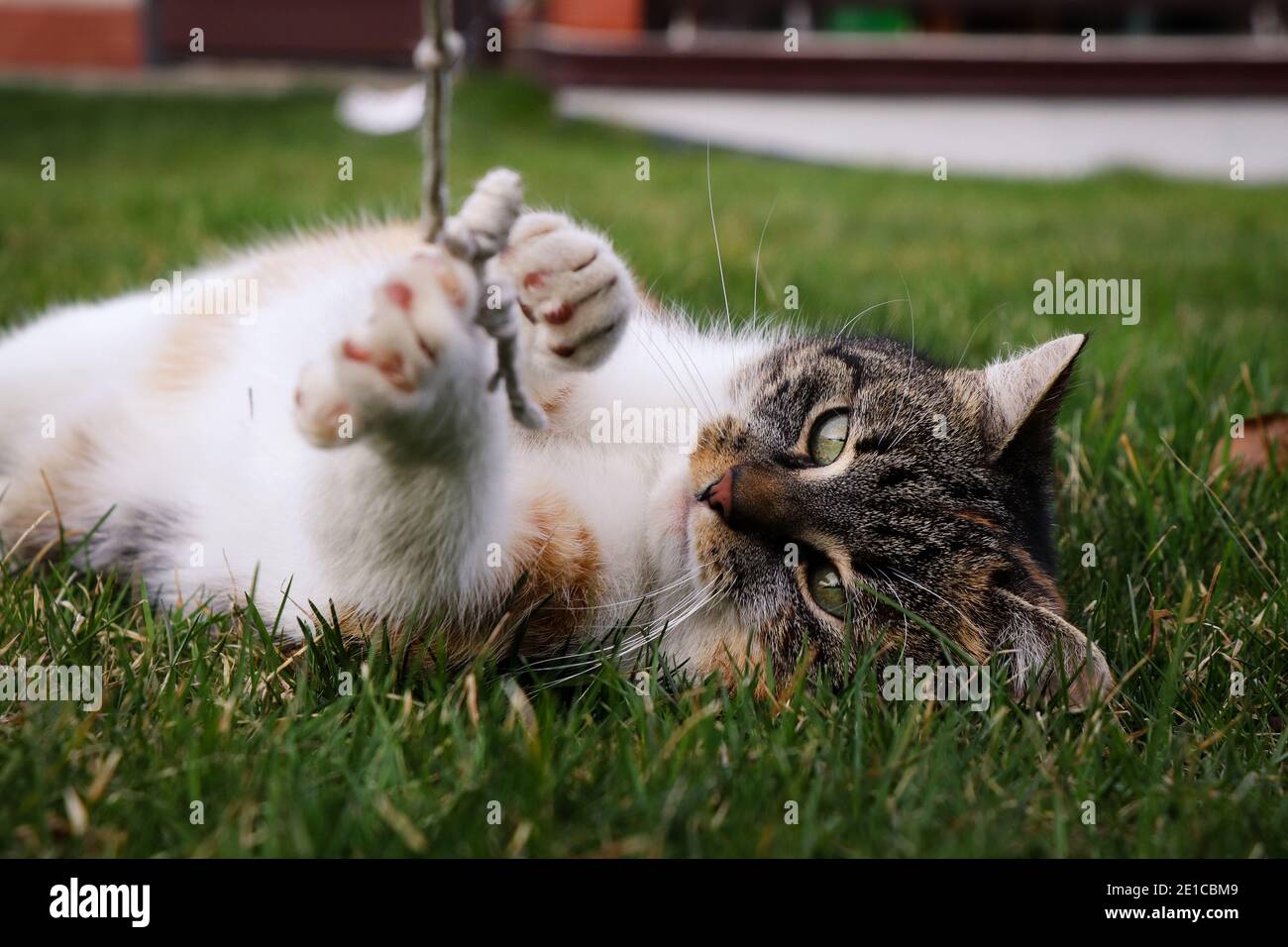 Pulling lice hi-res stock photography and images - Alamy