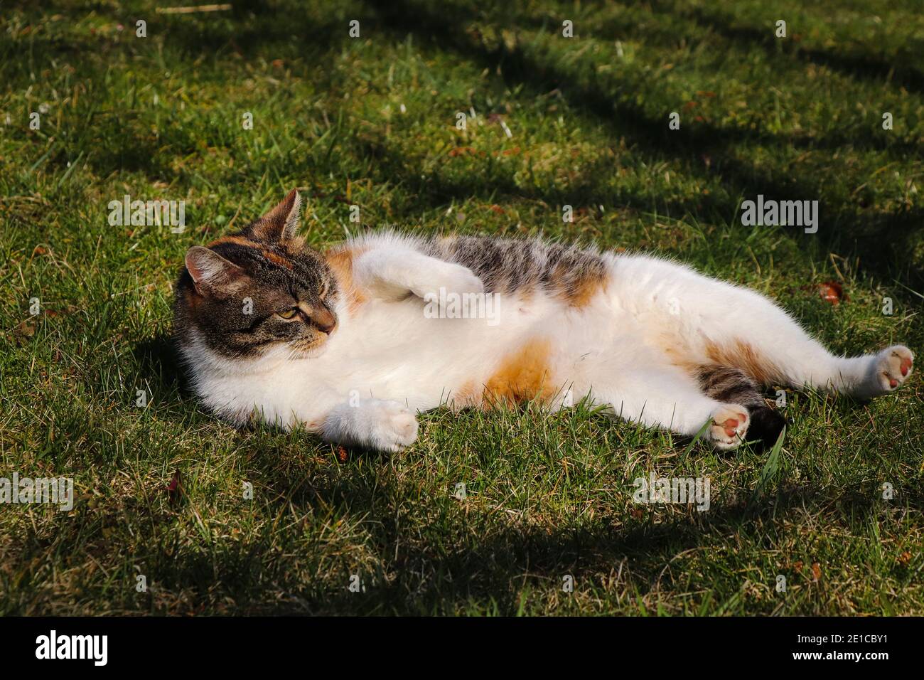Cat rests on its side and enjoys the view of the garden. He defends his ...